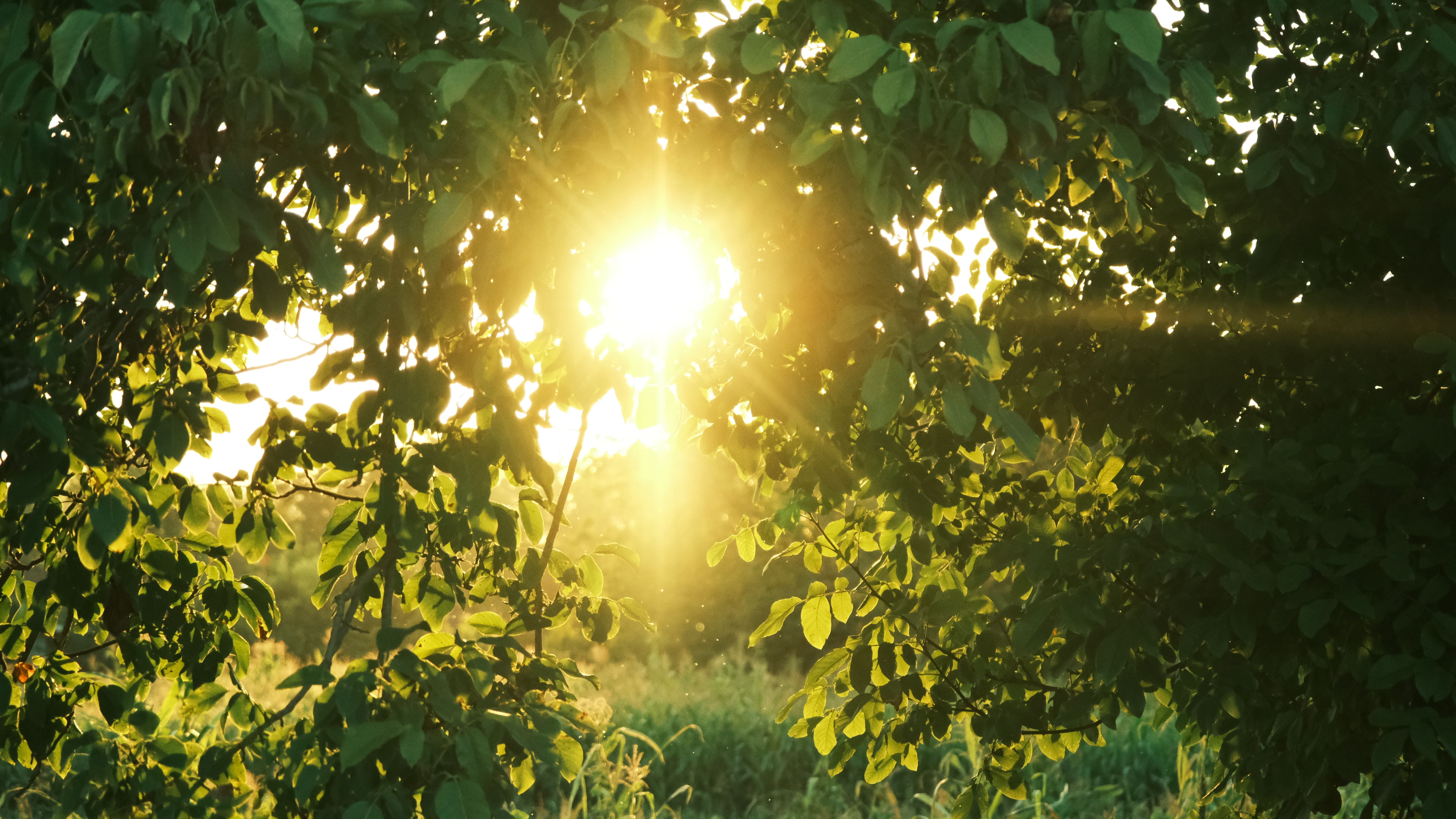 Sunlight Filtering Through Green Leaves Outdoors · Free Stock Photo