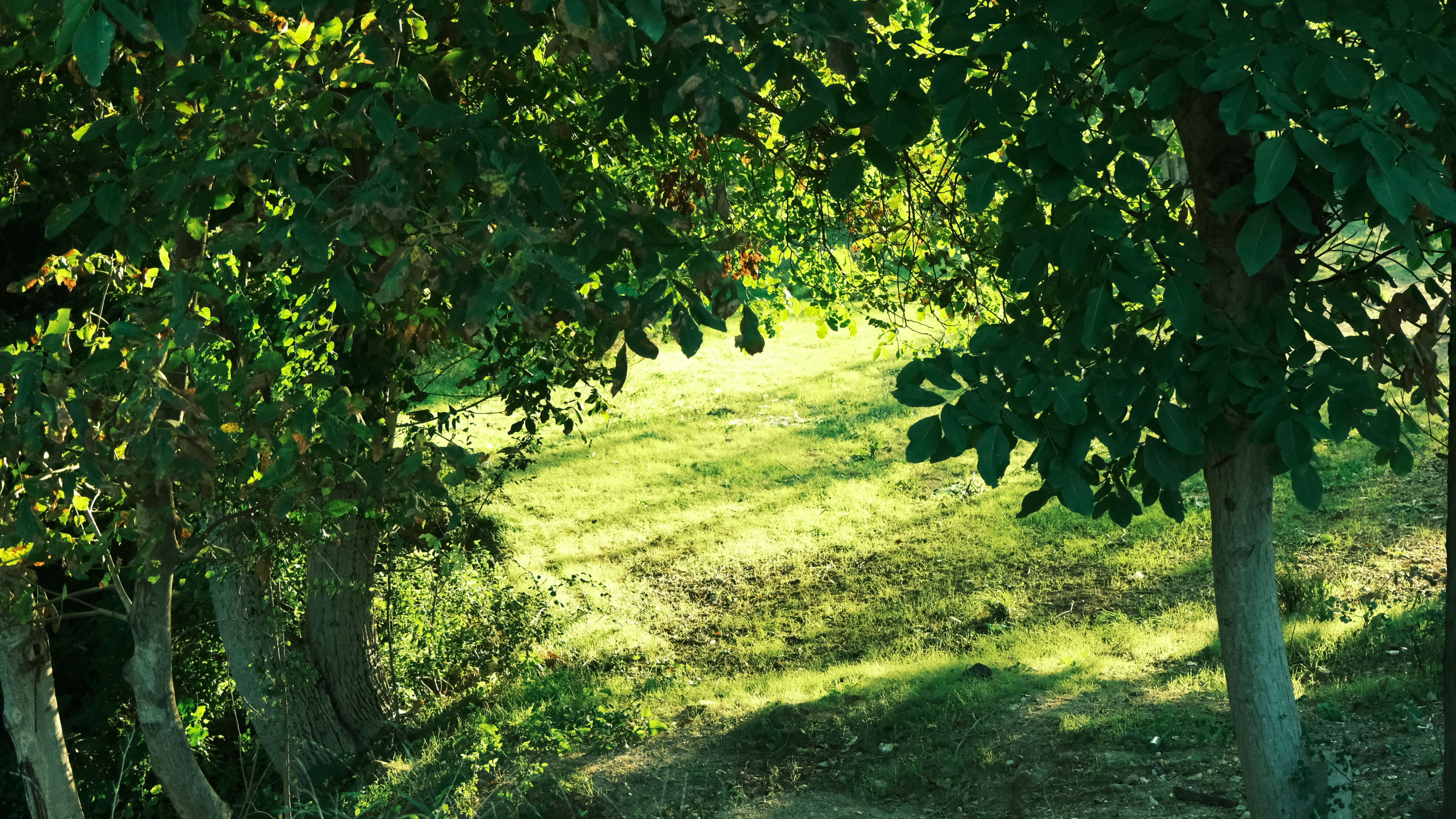 Tranquil Forest Clearing with Sunlit Grass · Free Stock Photo