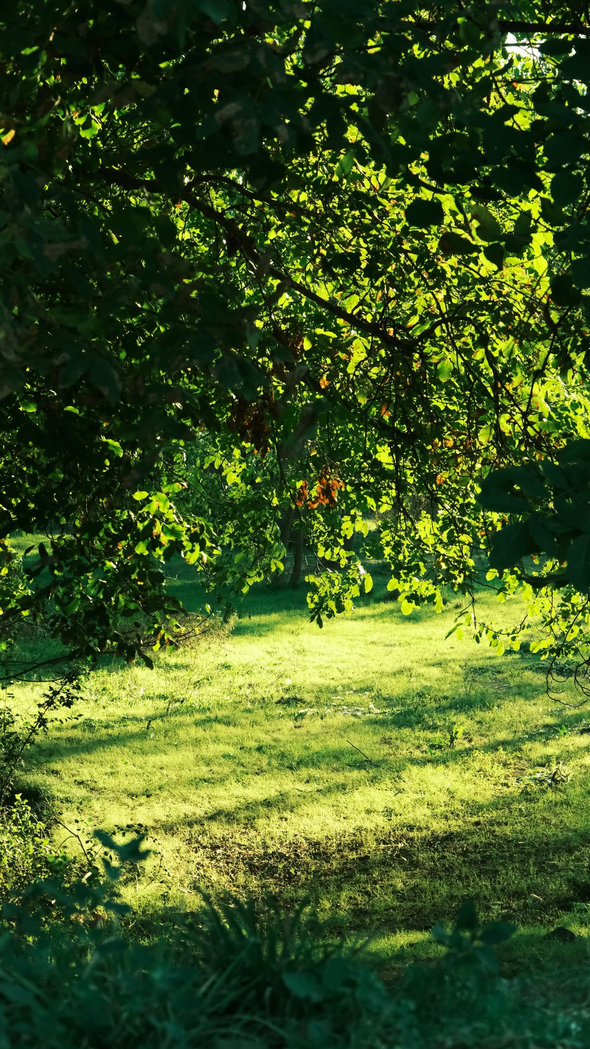 Nature Wallpaper No AI Photos, Download The BEST Free Nature Wallpaper ...