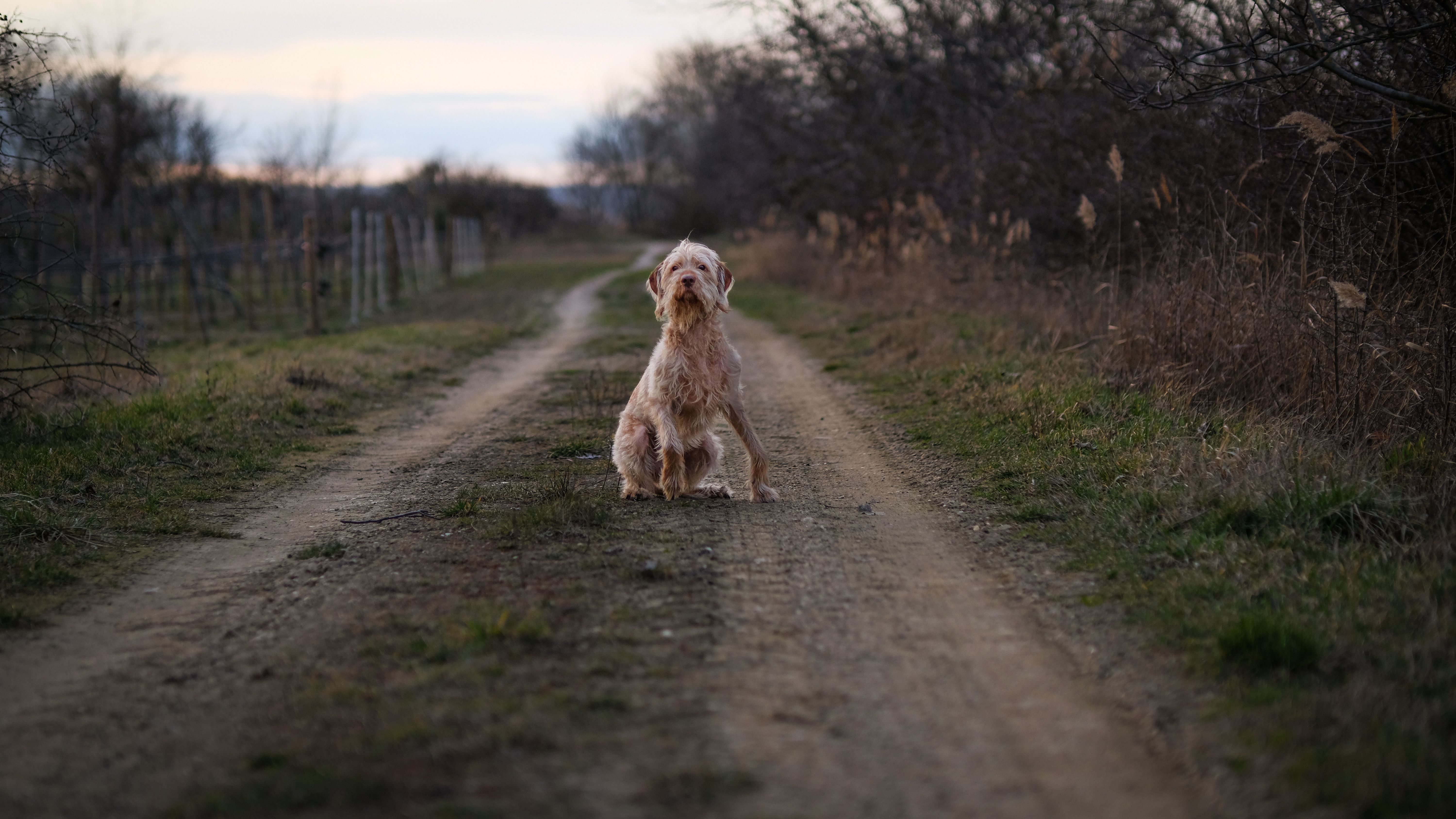Lonely Dog on Rural Dirt Path at Dusk · Free Stock Photo