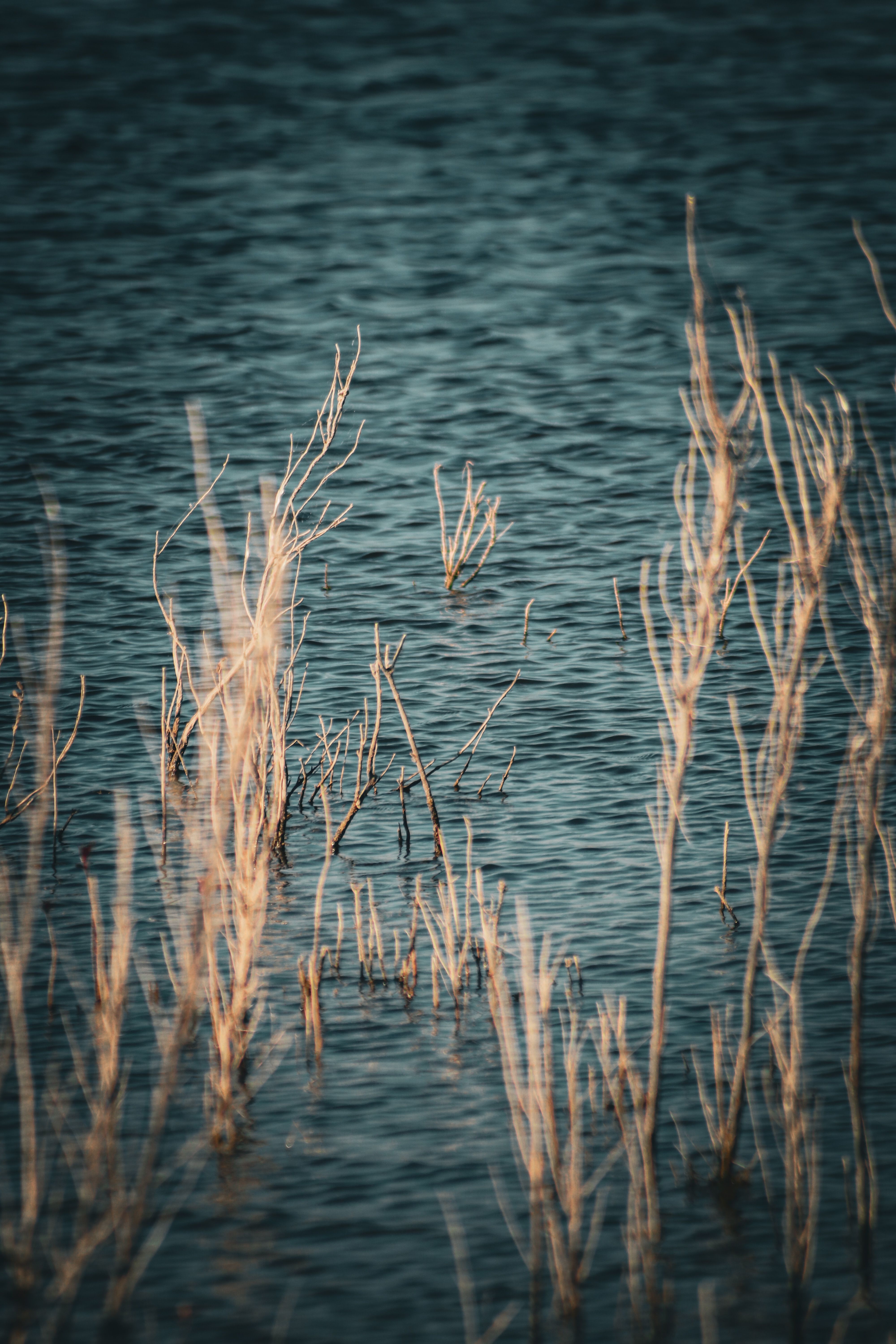 Serene Water Scene with Submerged Stalks · Free Stock Photo