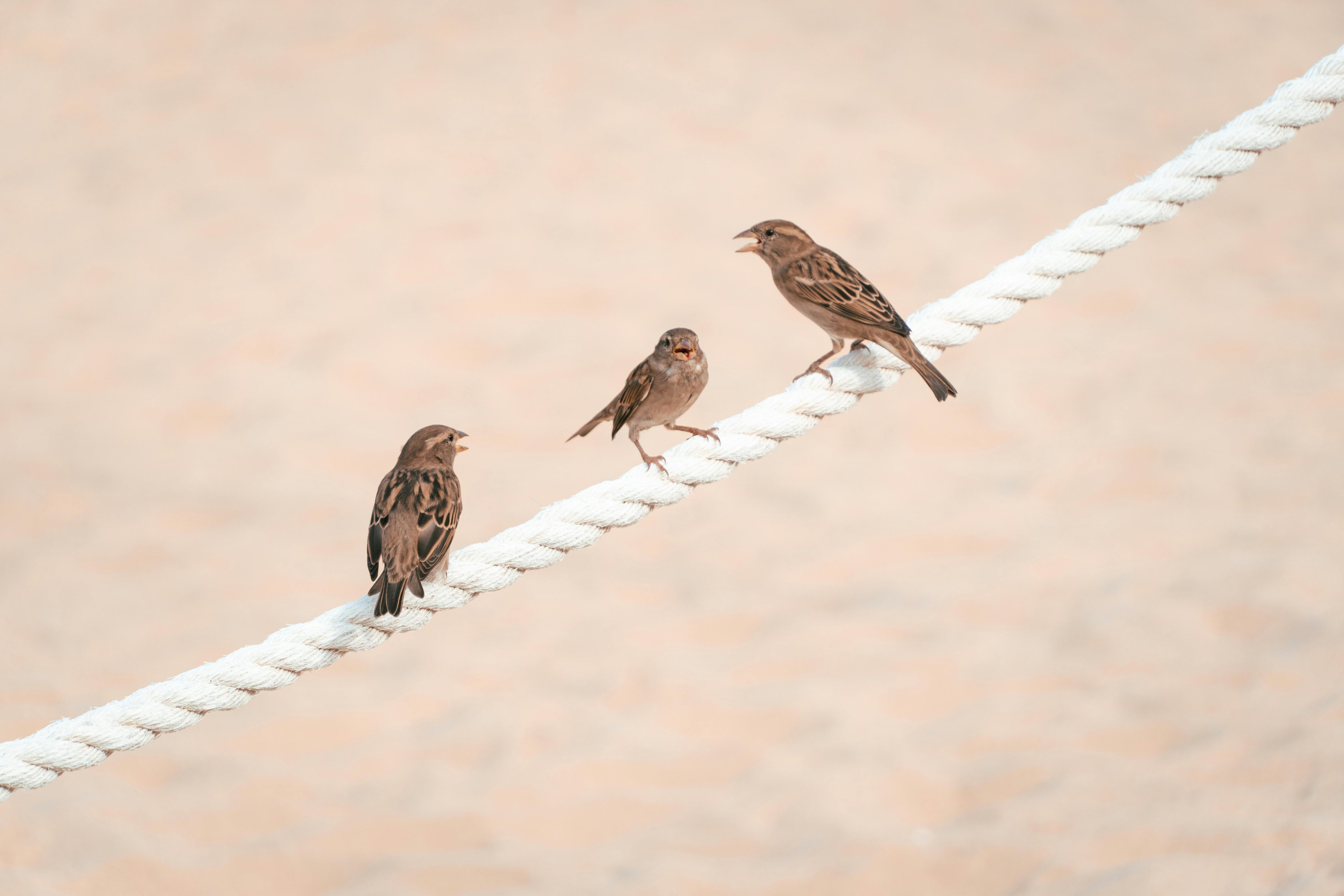 Three Sparrows Perched on a White Rope Outdoors · Free Stock Photo