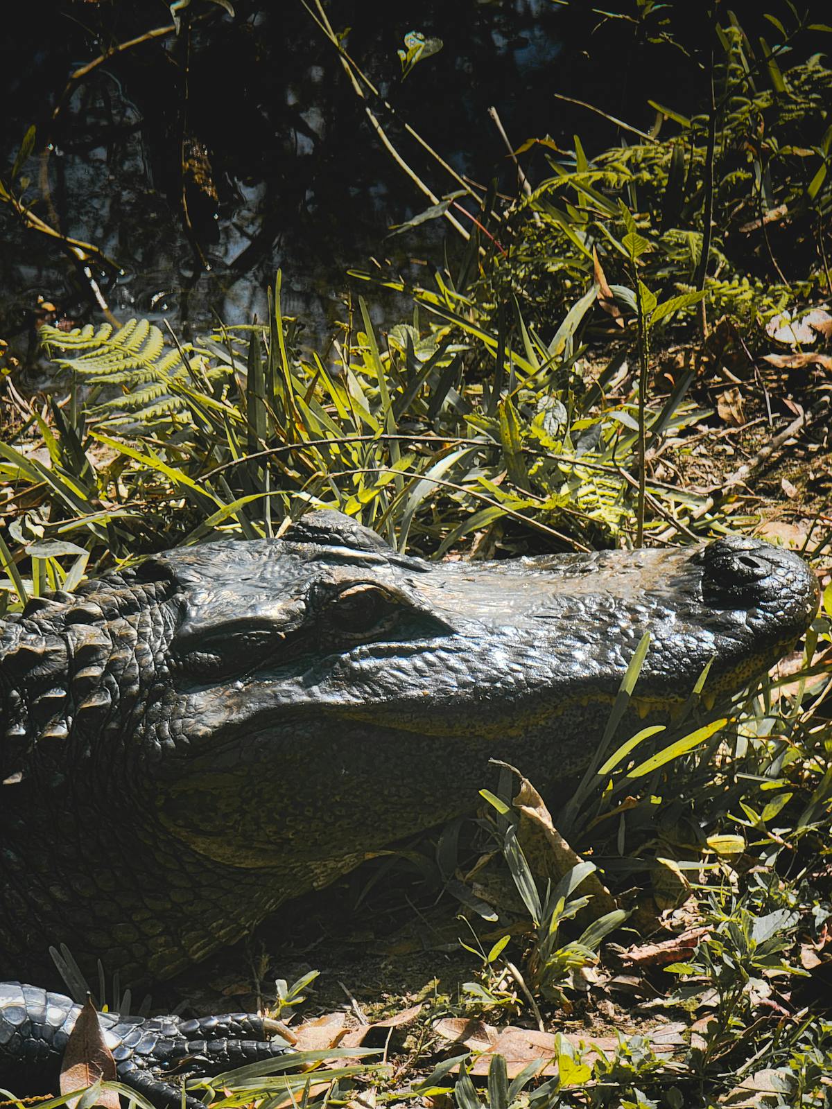 Gator Photos, Download The BEST Free Gator Stock Photos & HD Images