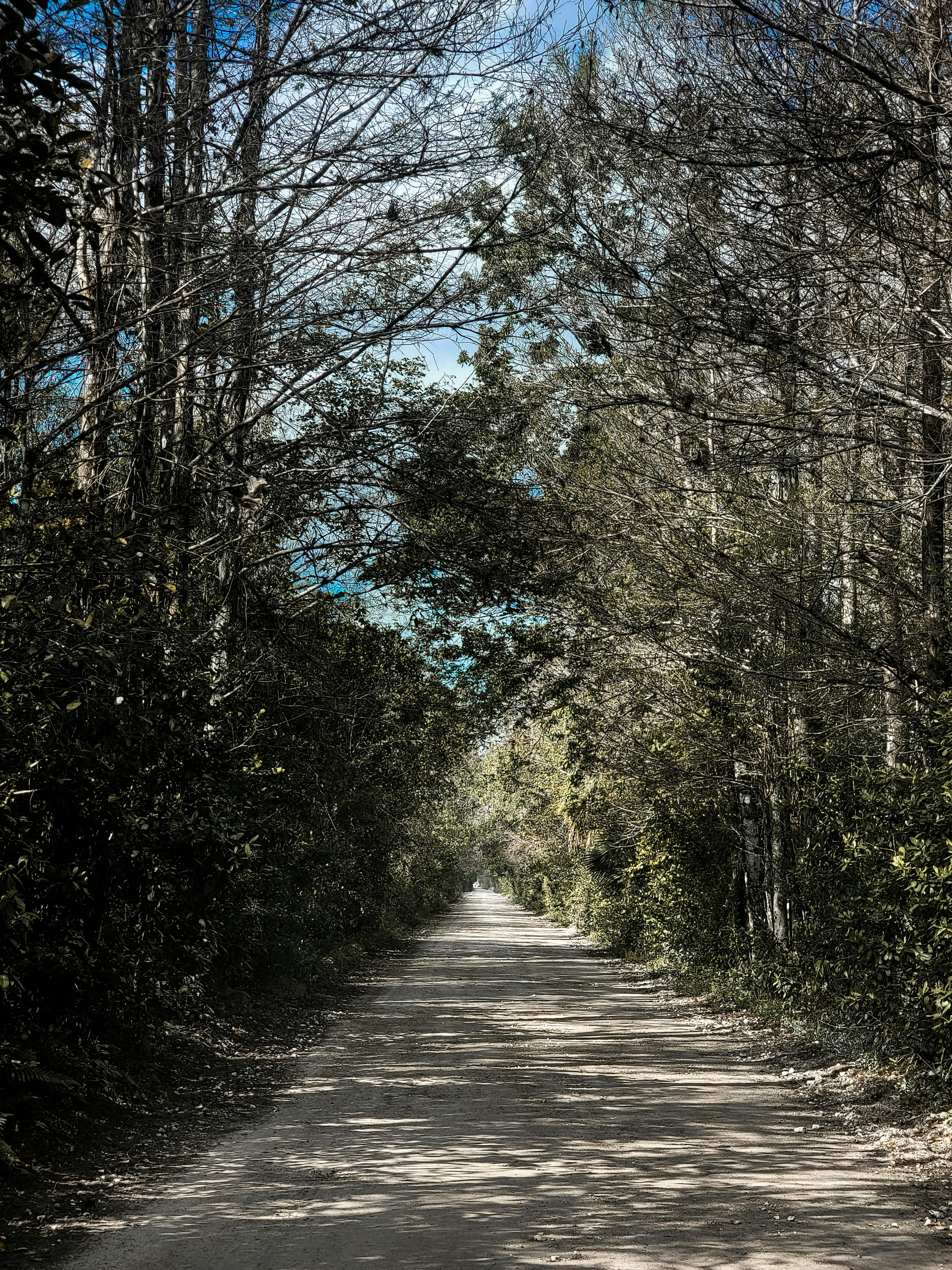 Serene Forest Pathway with Overhead Canopy · Free Stock Photo