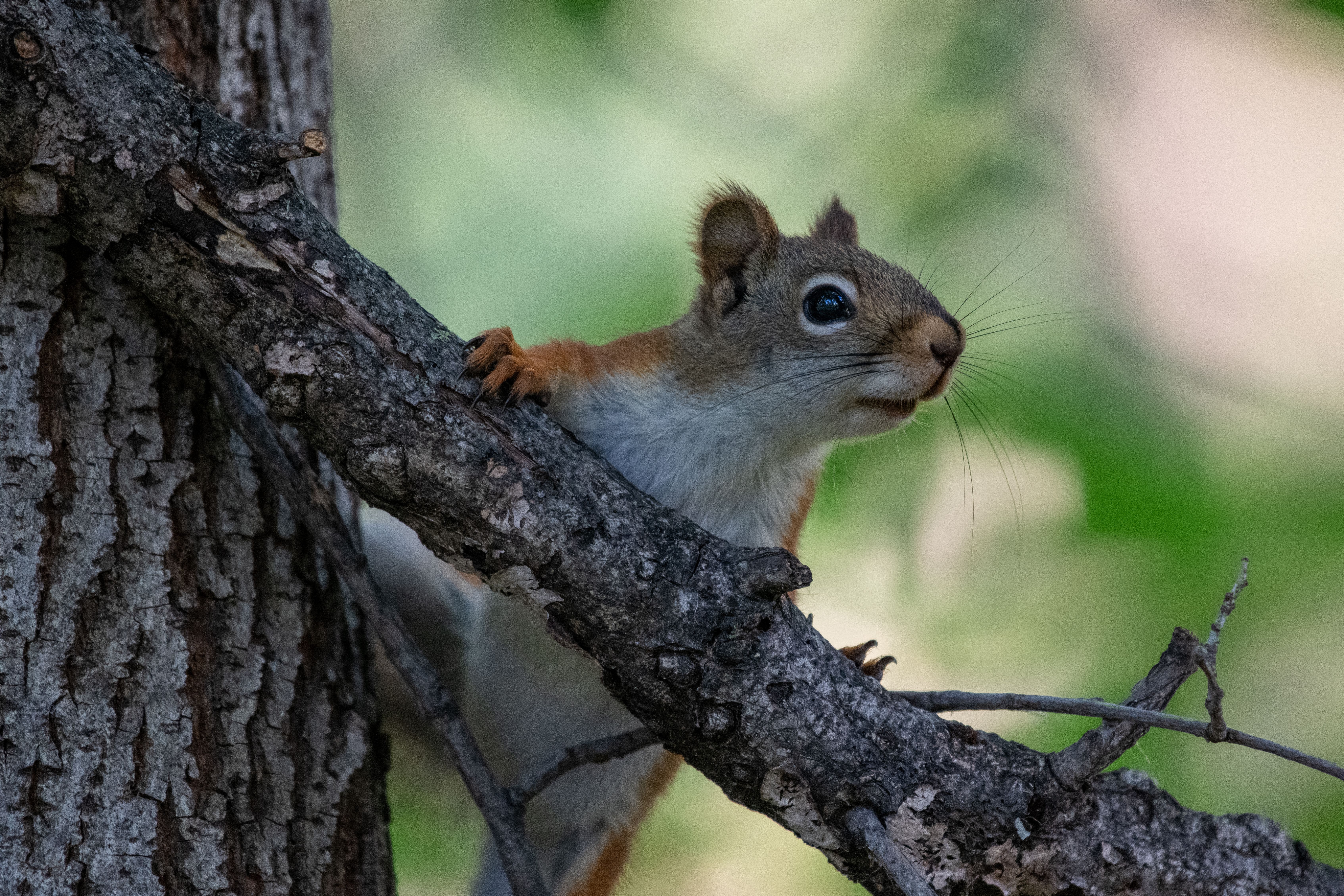 Red Squirrel Climbing a Tree Branch in Forest · Free Stock Photo