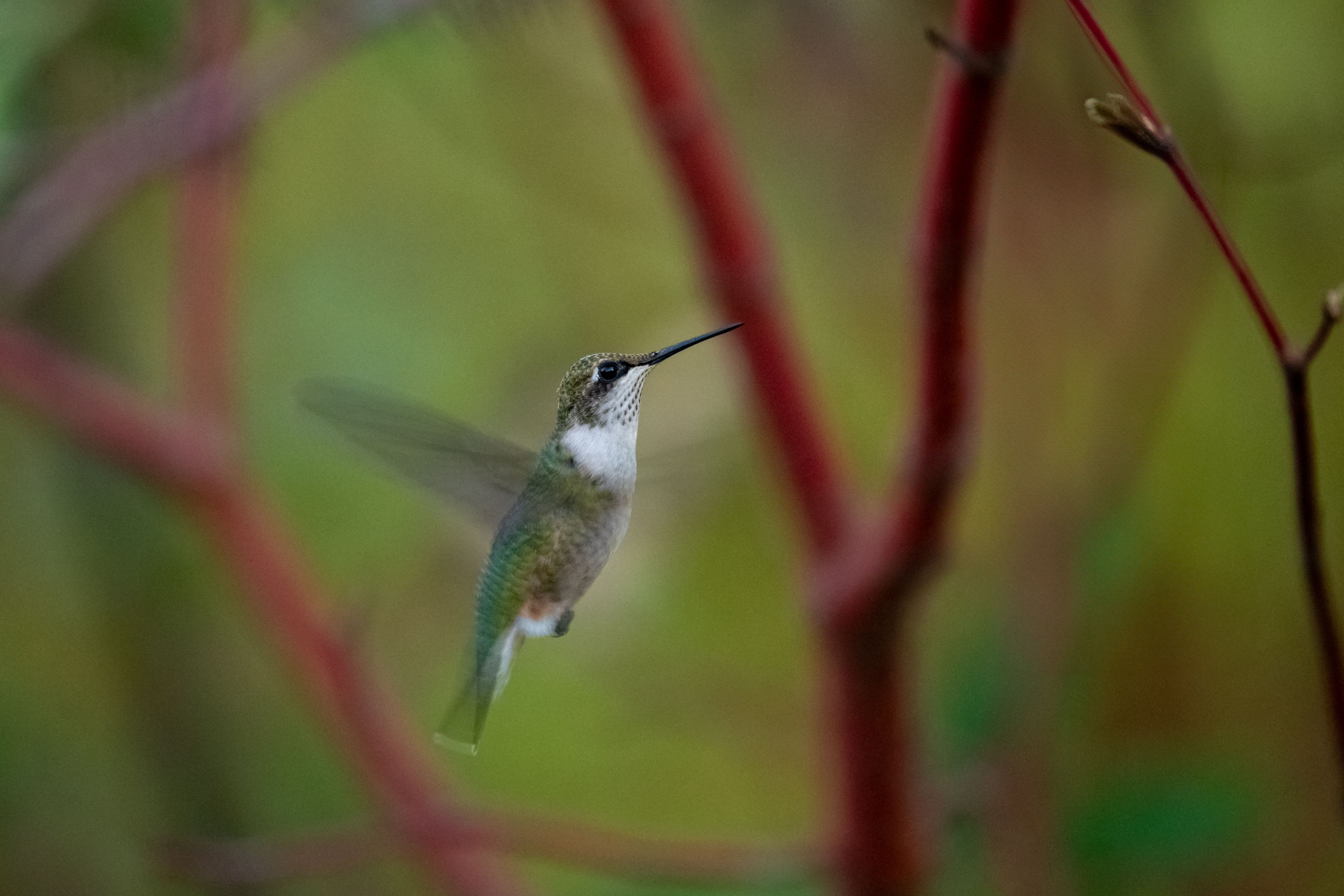 Close-up of a Hummingbird in Flight Outdoors · Free Stock Photo