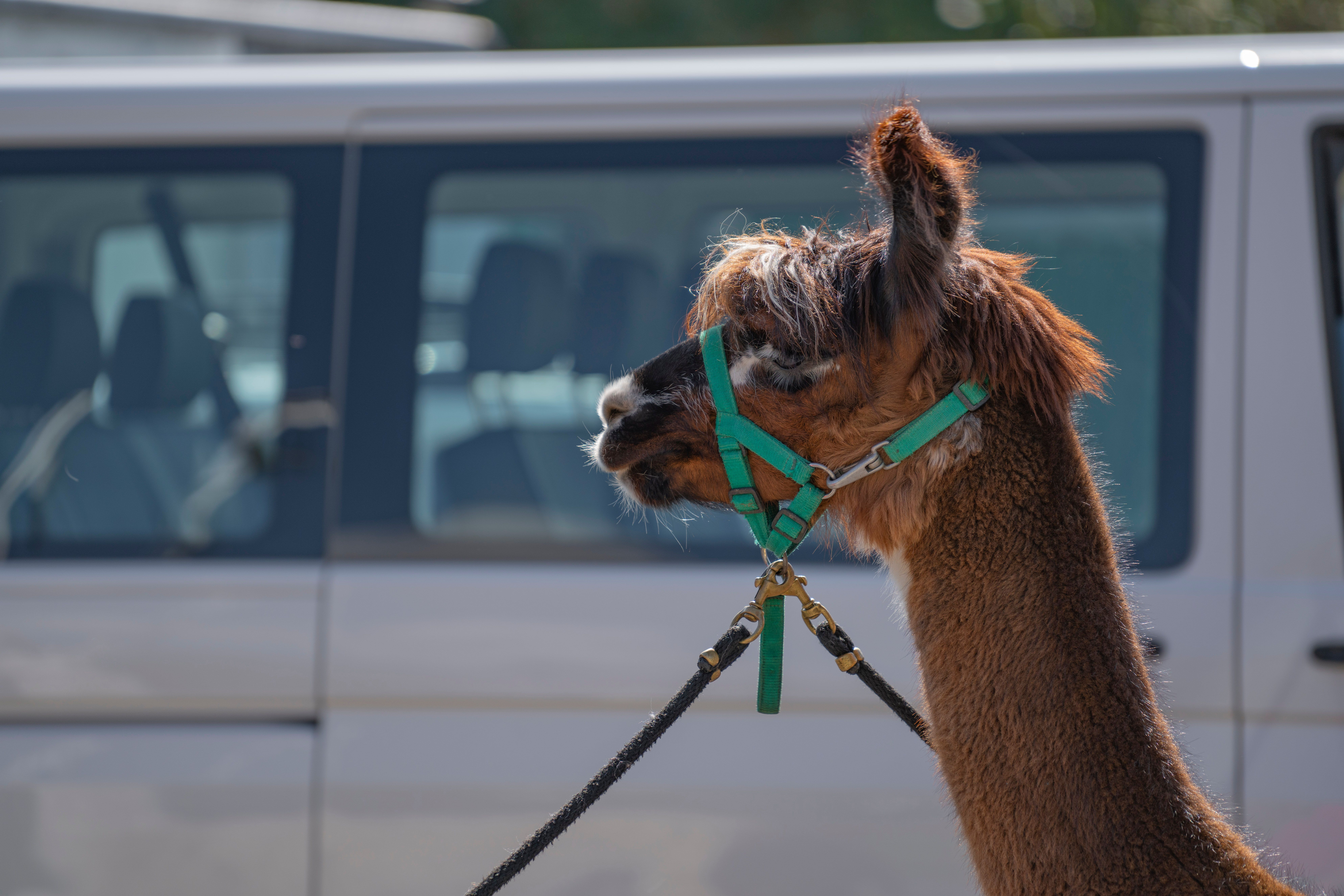 Alpaca Tied Outdoors with Van Background · Free Stock Photo