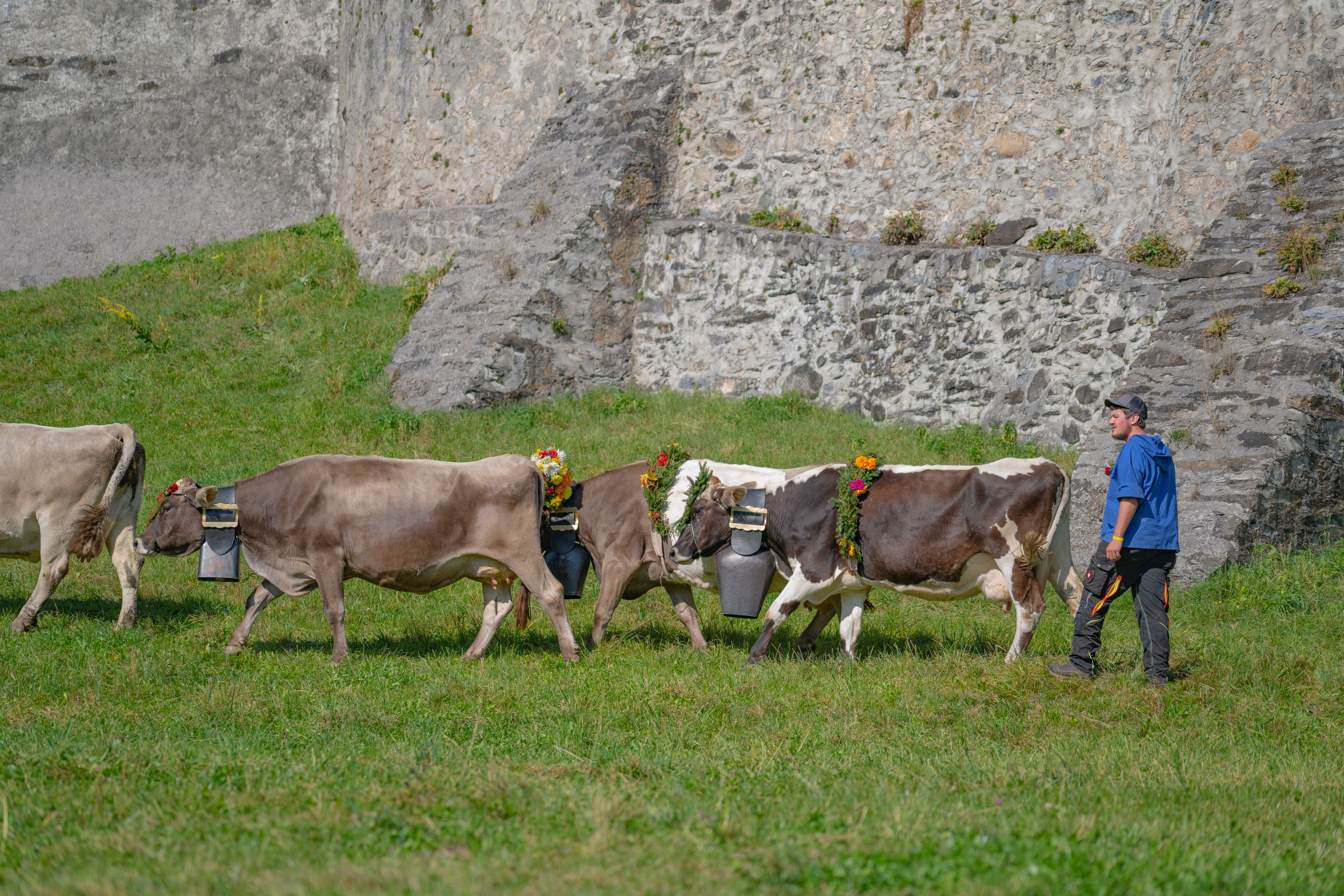 Cows Being Herded by Farmer in Rustic Setting · Free Stock Photo