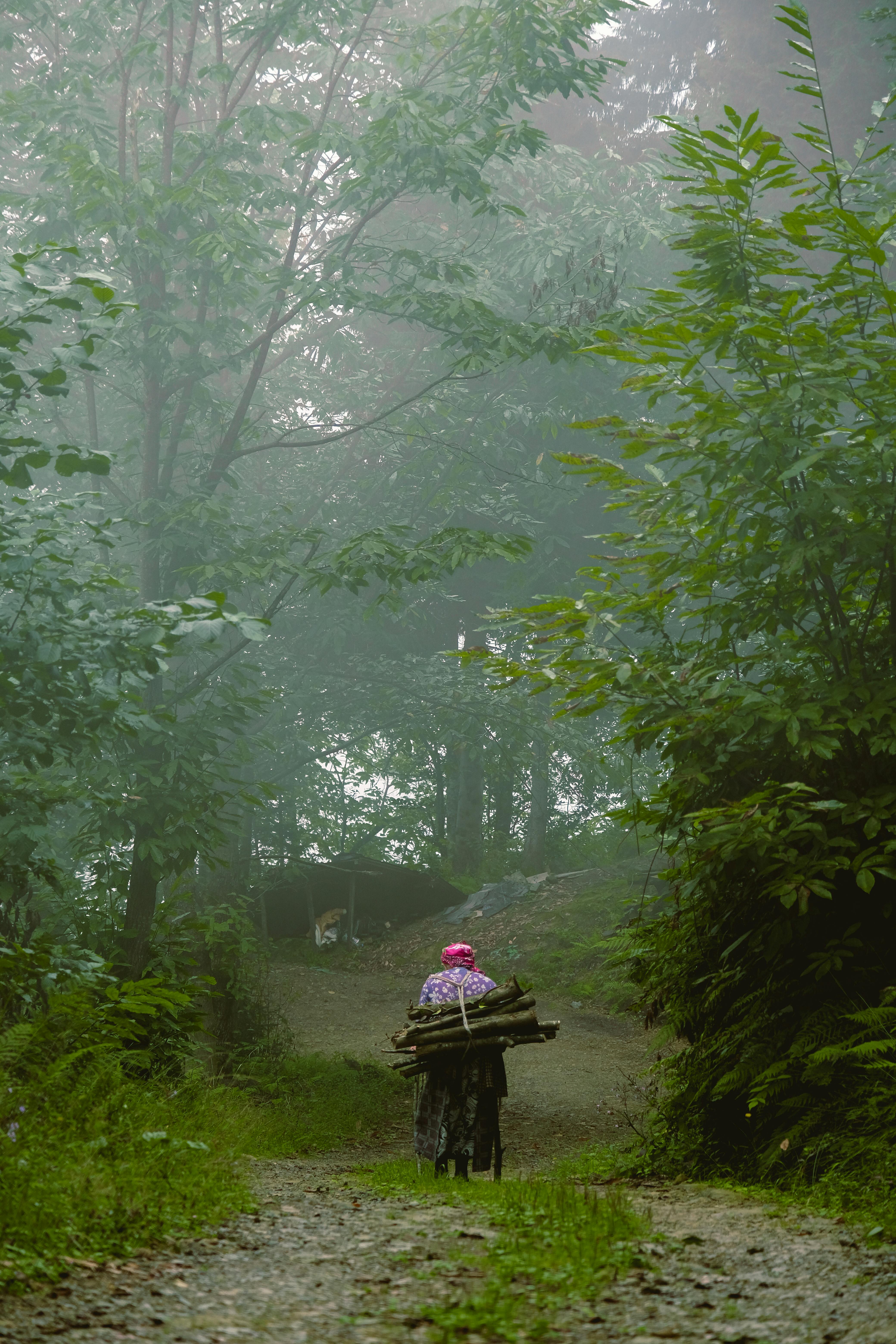 Misty Forest Path with Person Carrying Firewood · Free Stock Photo