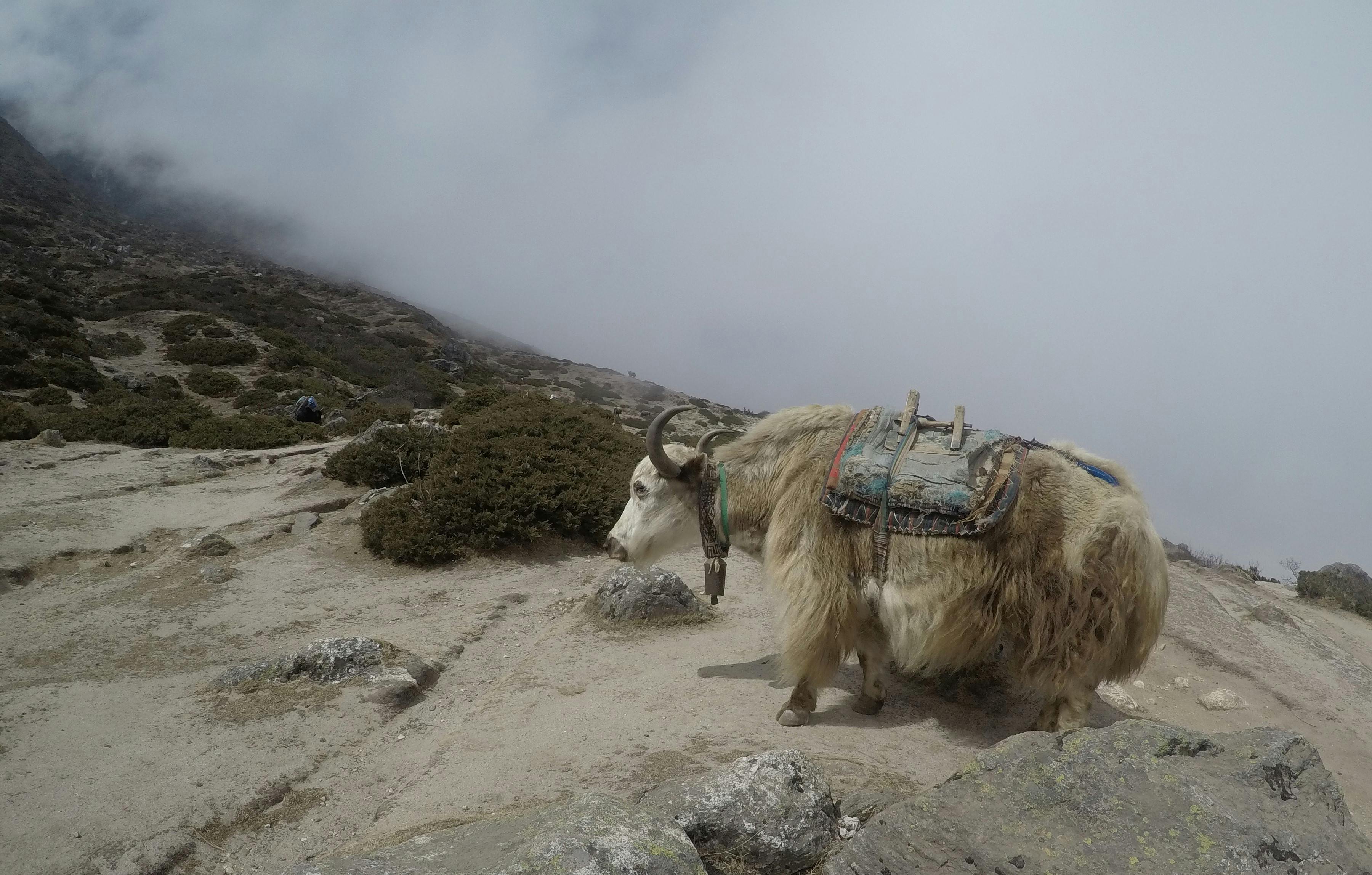 Yak Trekking in Koshi Province, Nepal's Himalayas · Free Stock Photo