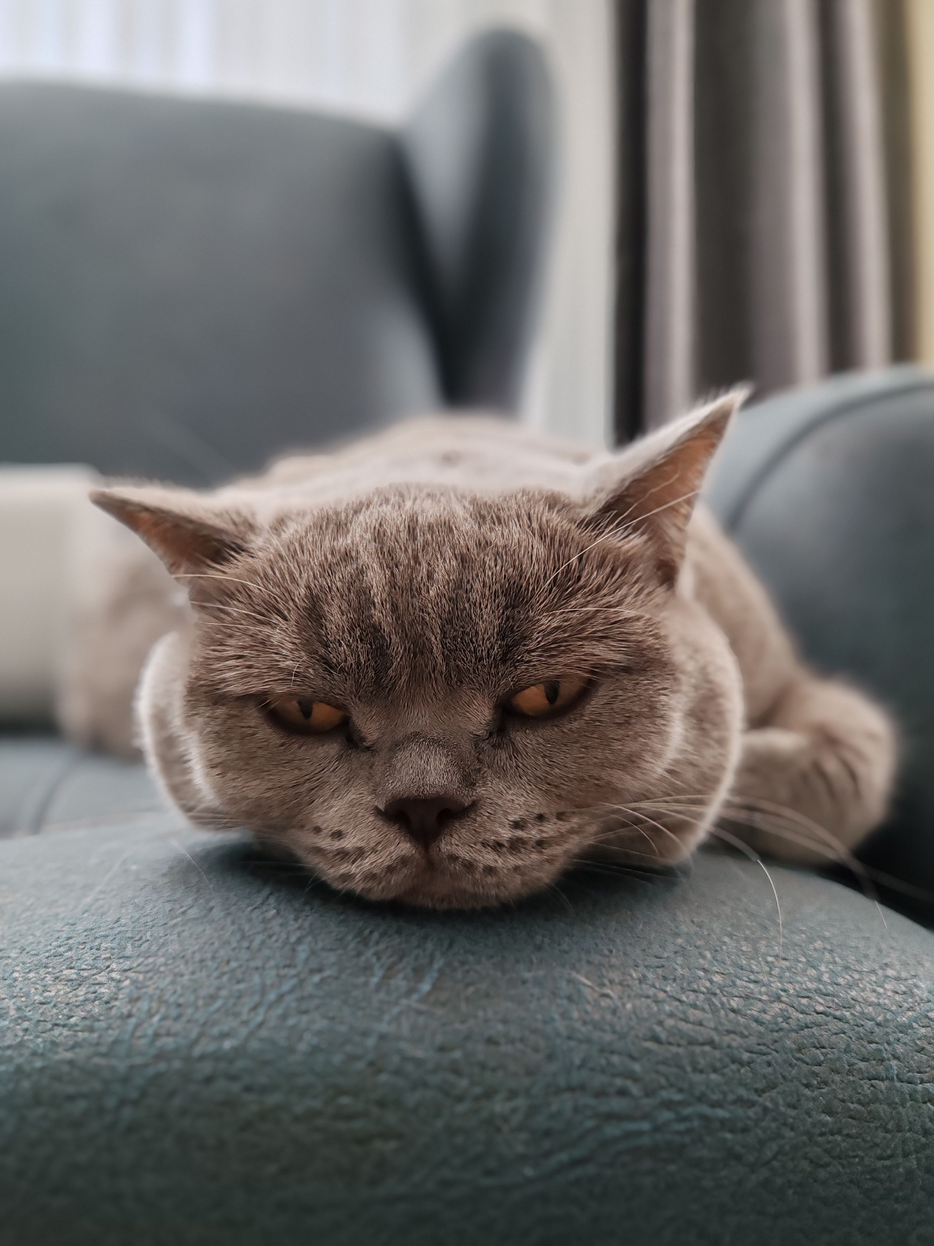 Close-Up of British Shorthair Cat Relaxing Indoors · Free Stock Photo