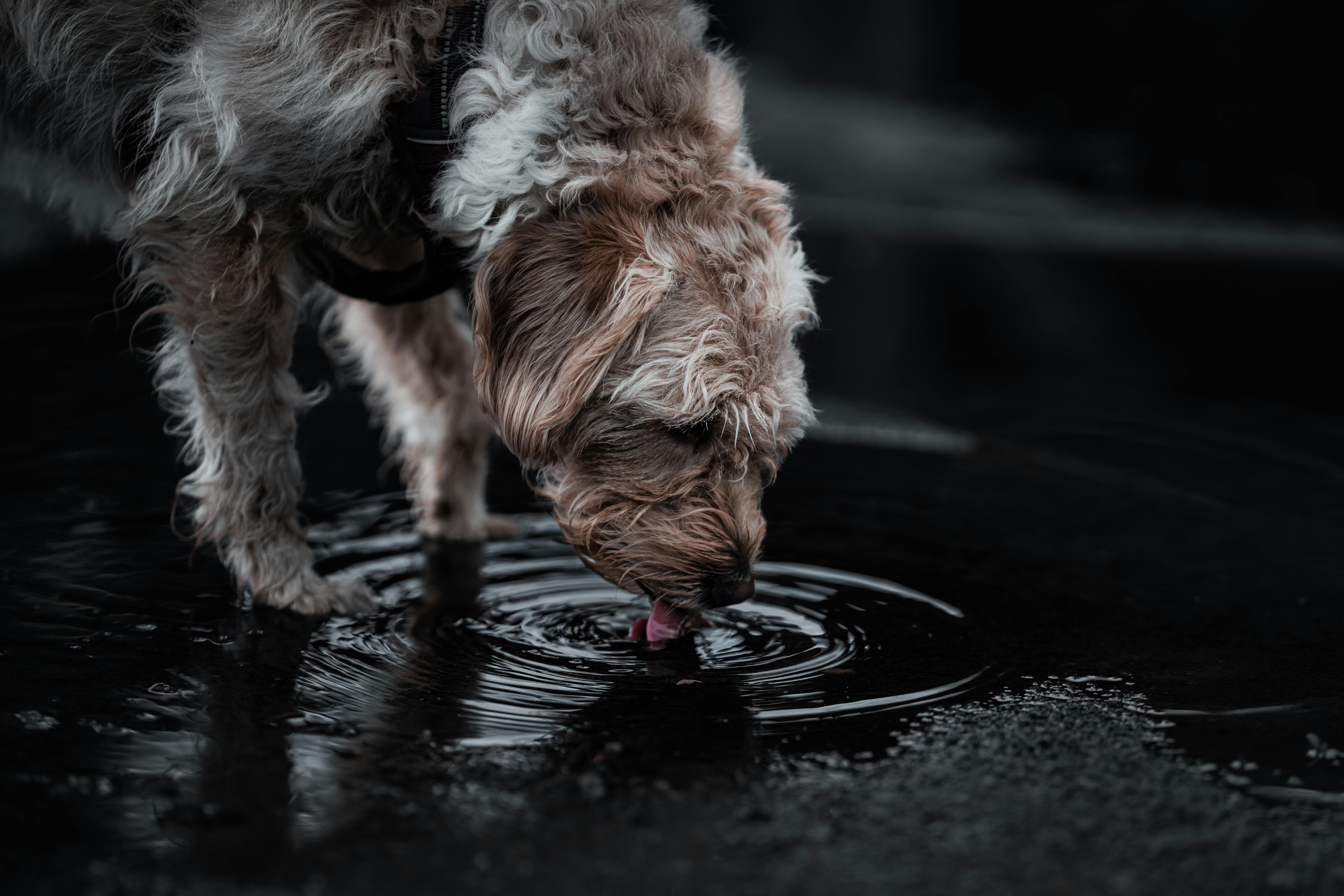 Adorable Dog Drinking from a Reflective Puddle · Free Stock Photo