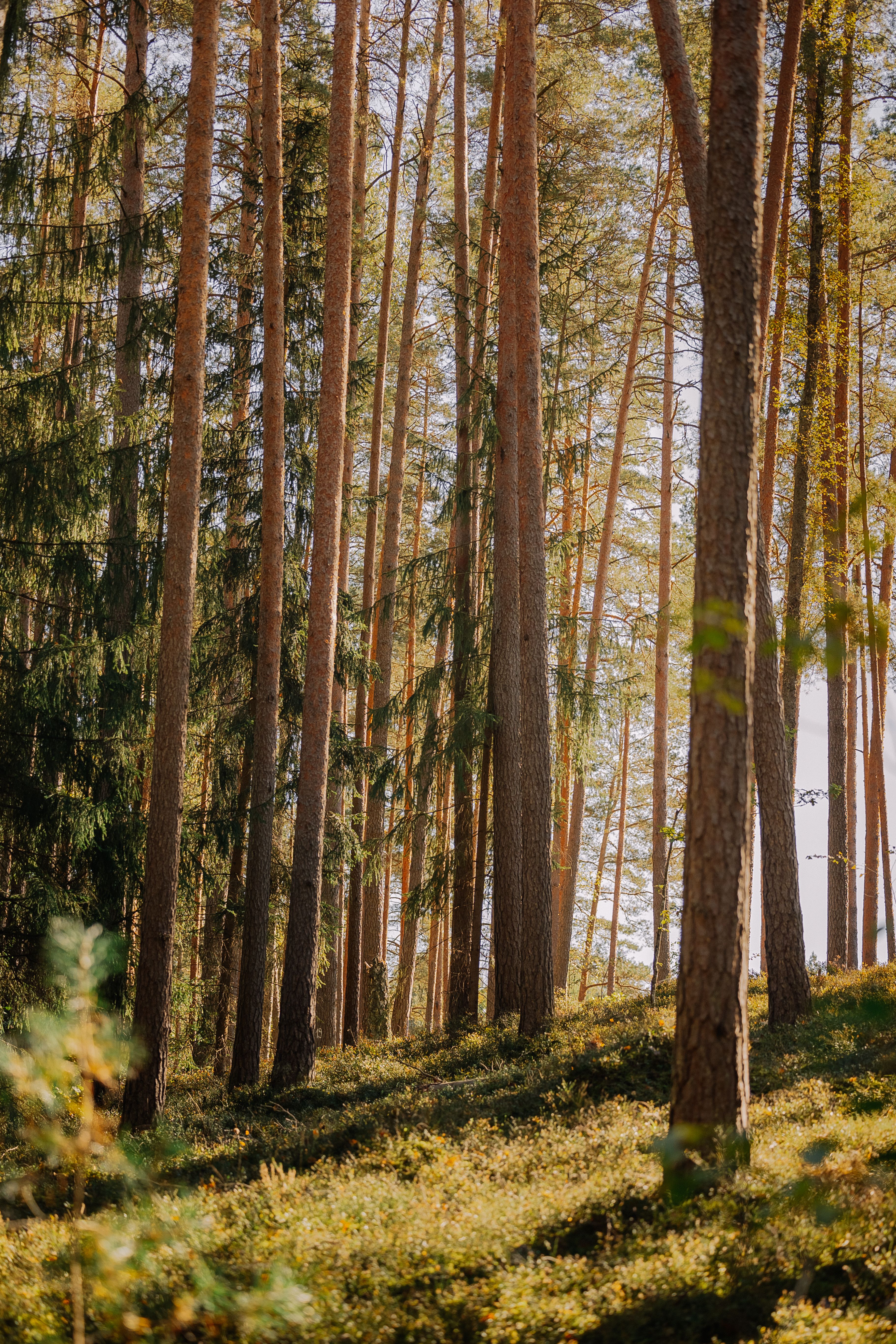Sunlit Forest with Tall Pine Trees in Spring · Free Stock Photo