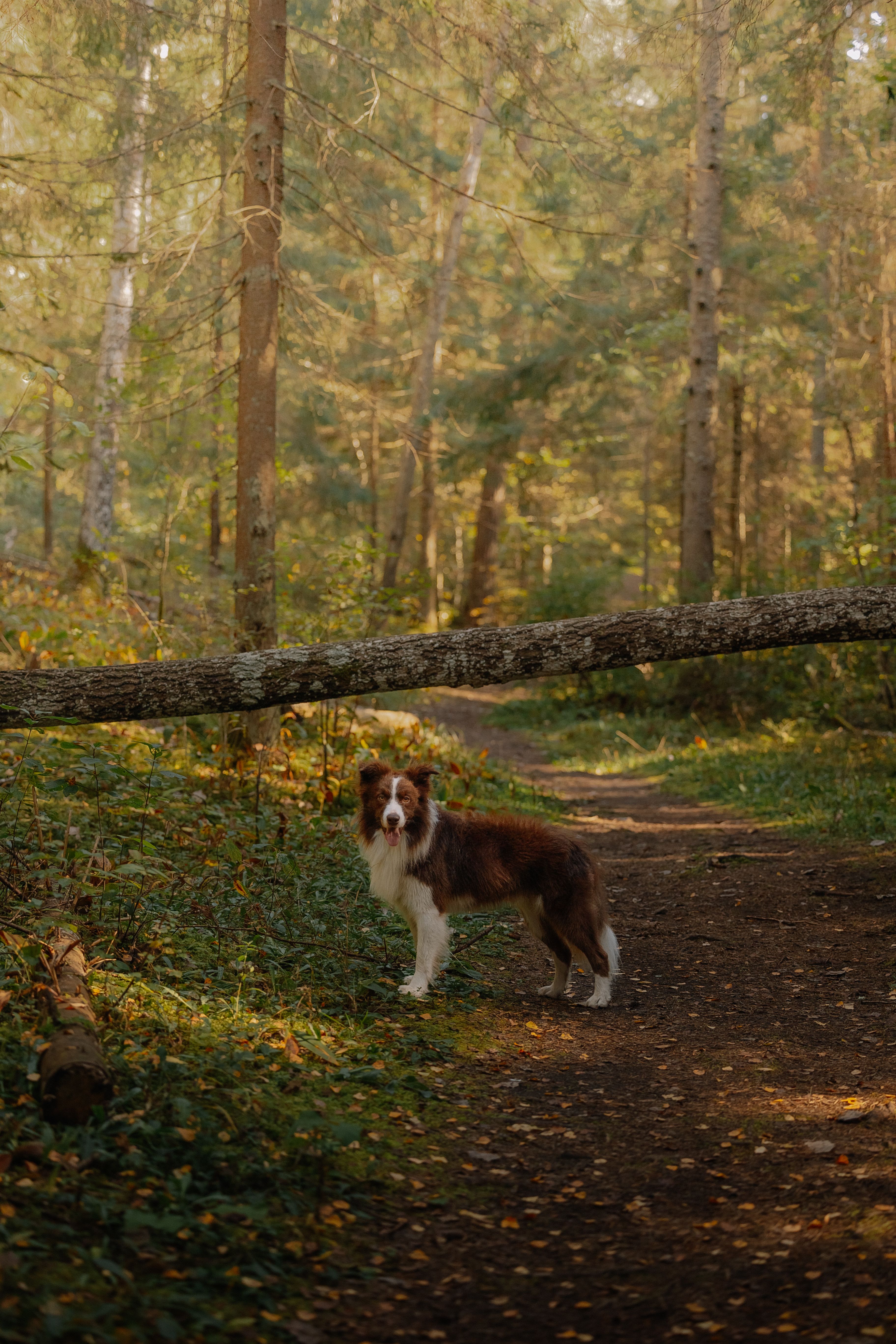 Border Collie in Serene Forest Landscape · Free Stock Photo