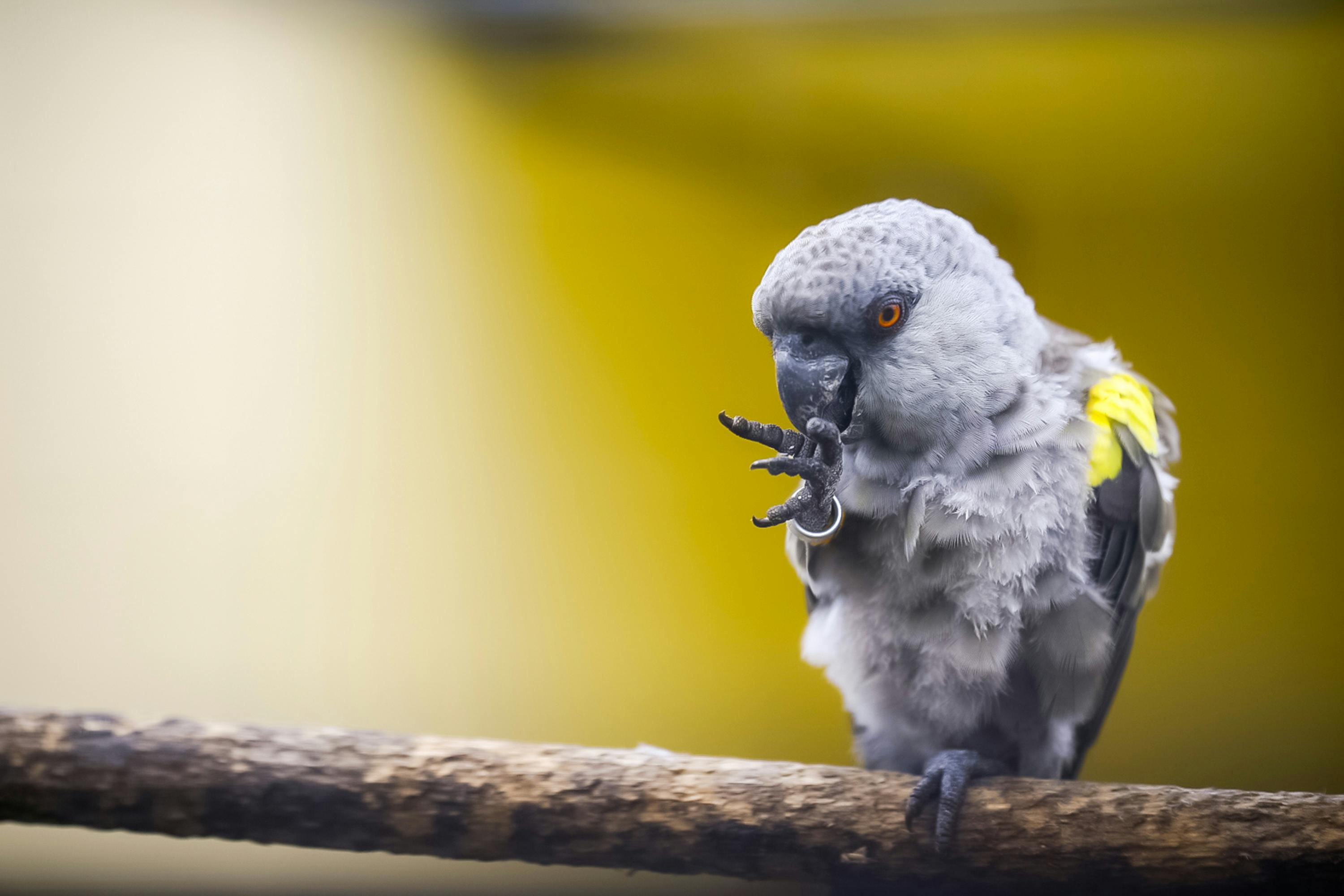 Captivating Portrait of a Parrot Grooming · Free Stock Photo