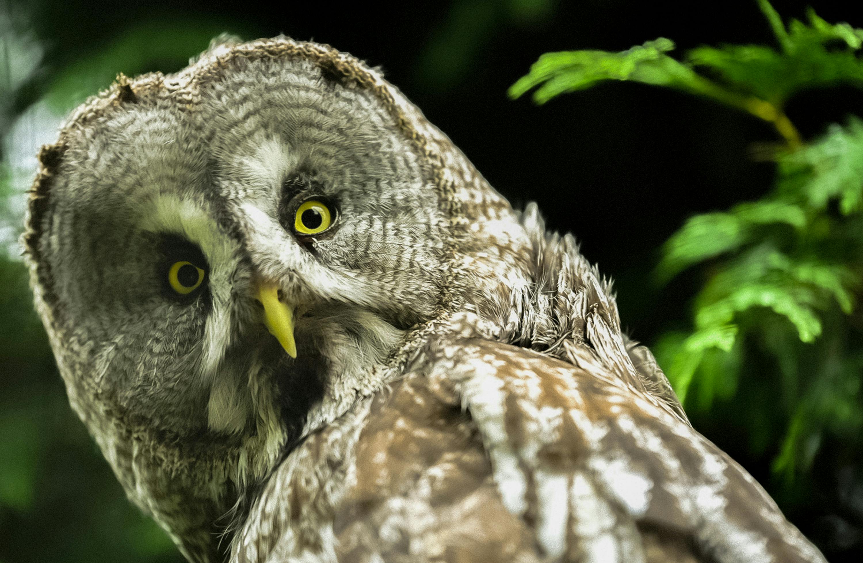 Close-up of Great Grey Owl in Dense Foliage · Free Stock Photo