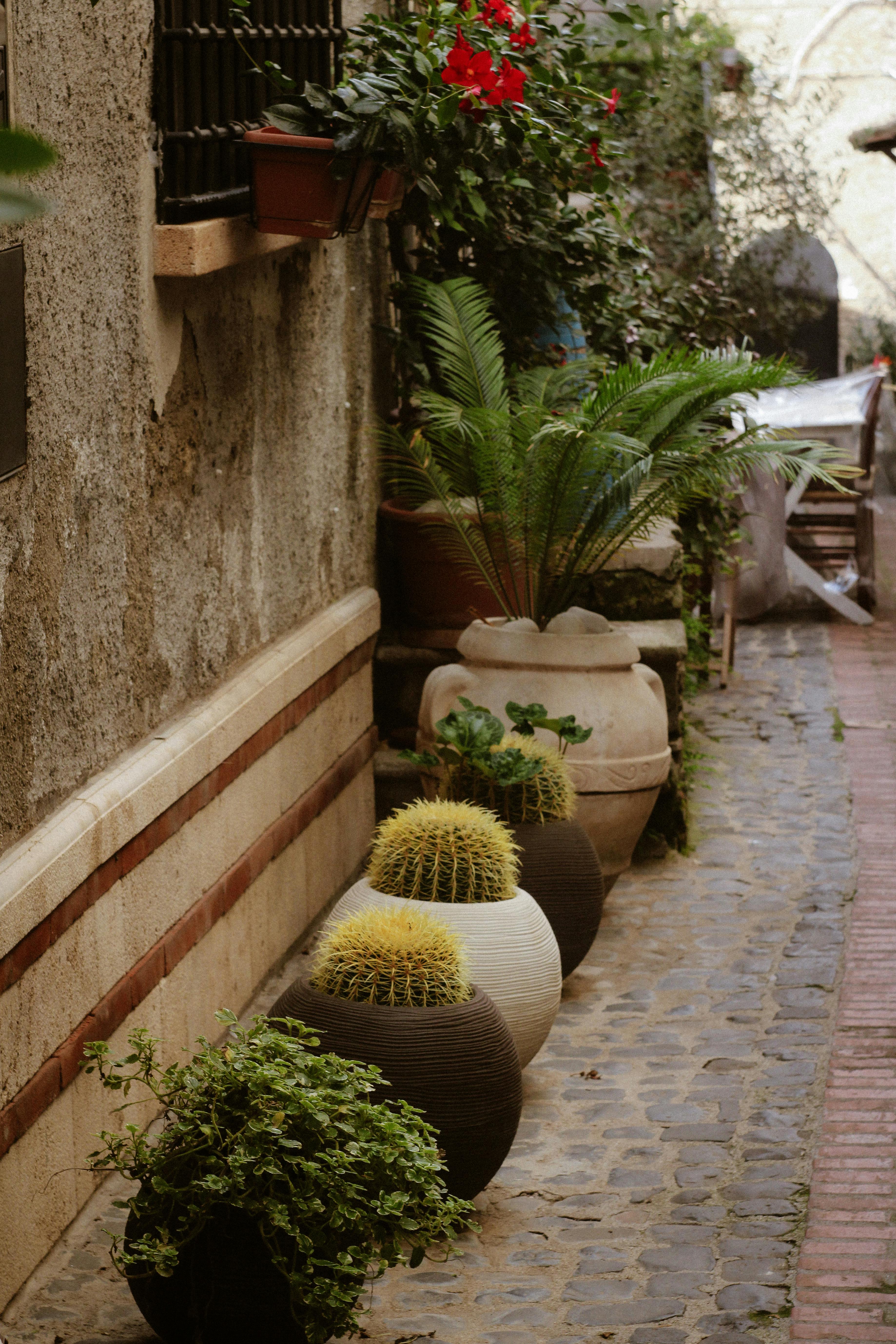 Charming Alleyway with Greenery and Cacti · Free Stock Photo