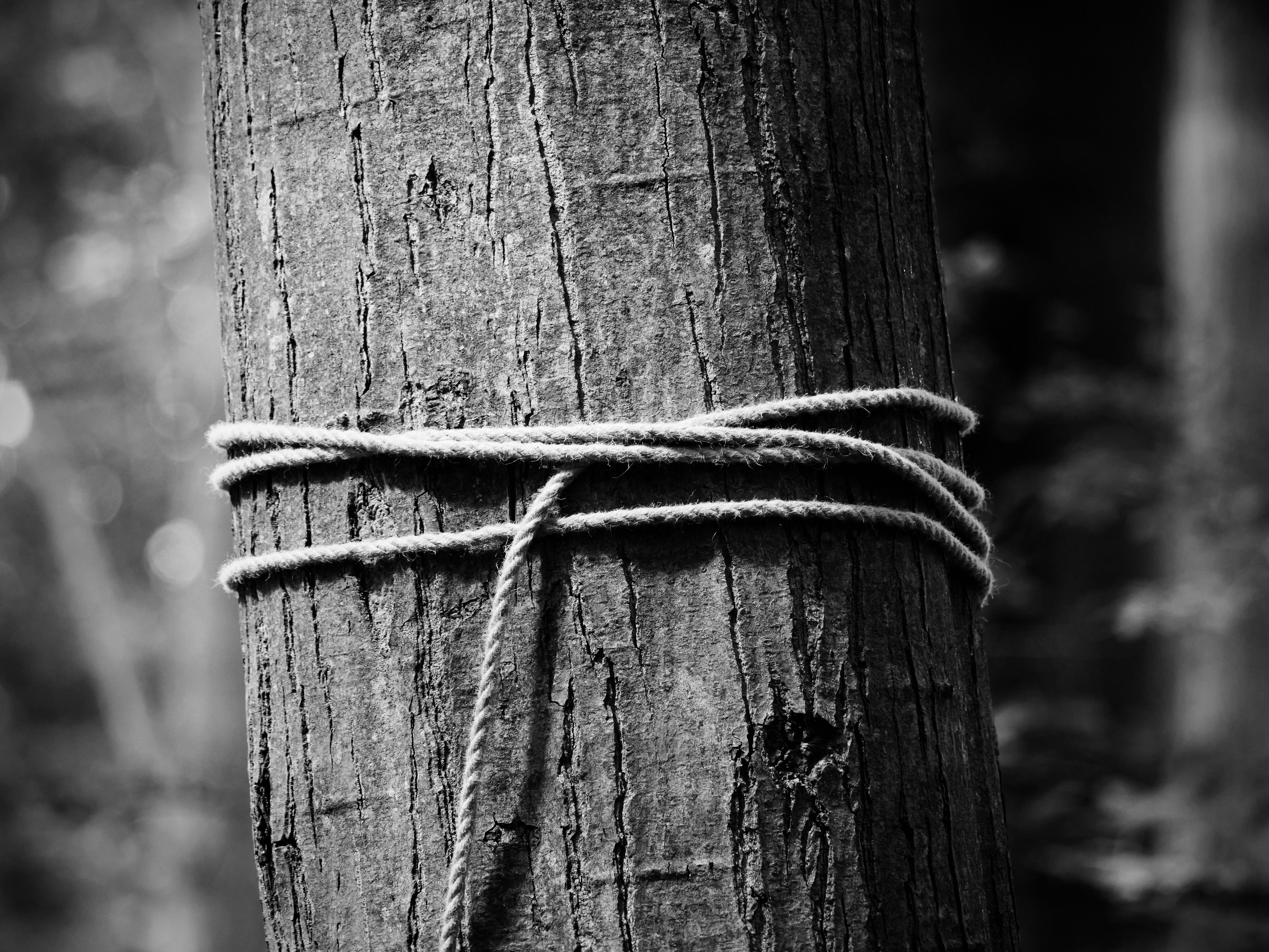 Rope Tied Around Tree Trunk in Forest Setting · Free Stock Photo
