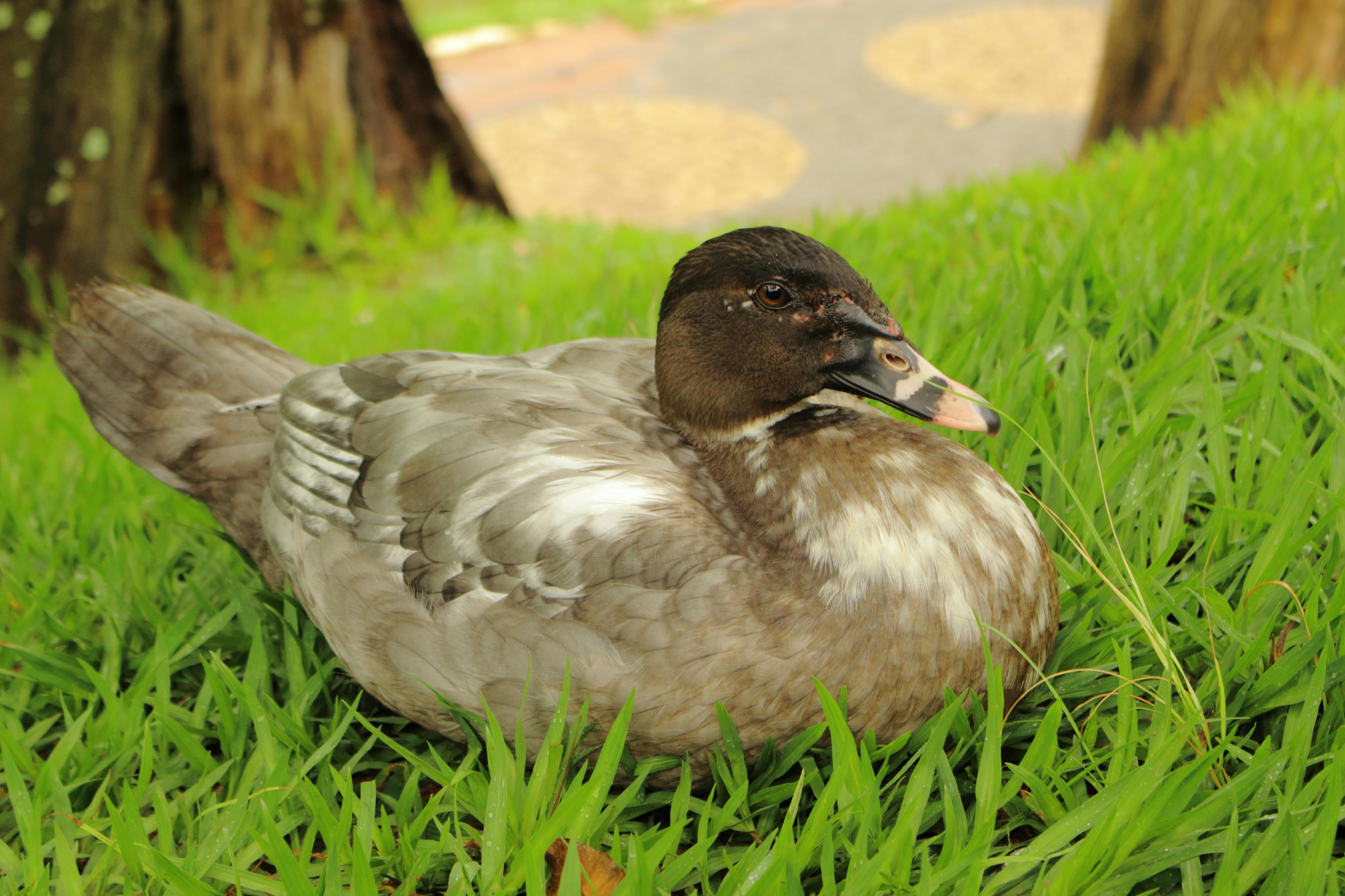 Resting Duck in Lush Green Grass Outdoors · Free Stock Photo
