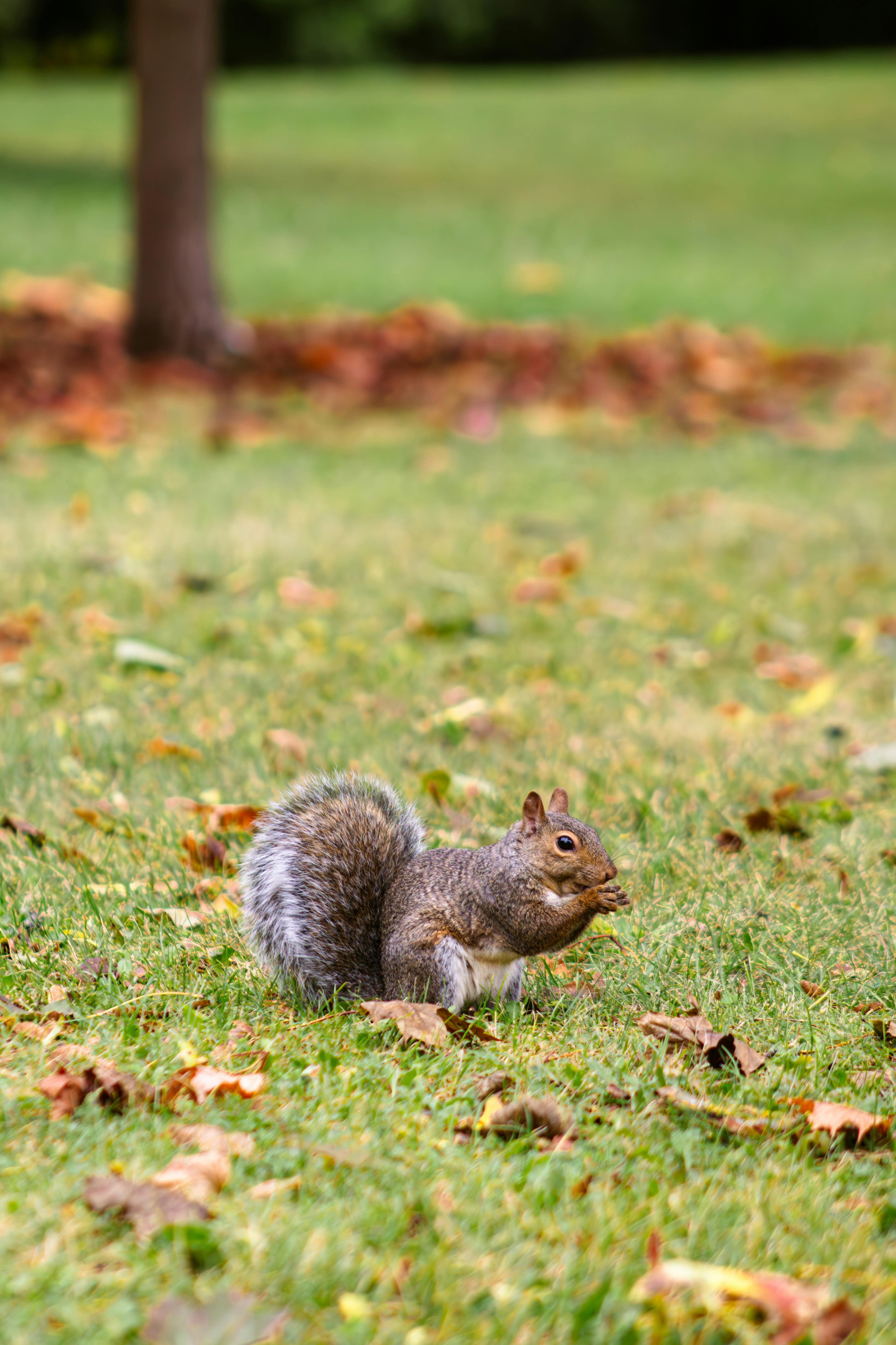 Wildlife In Toronto Photos, Download The BEST Free Wildlife In Toronto ...