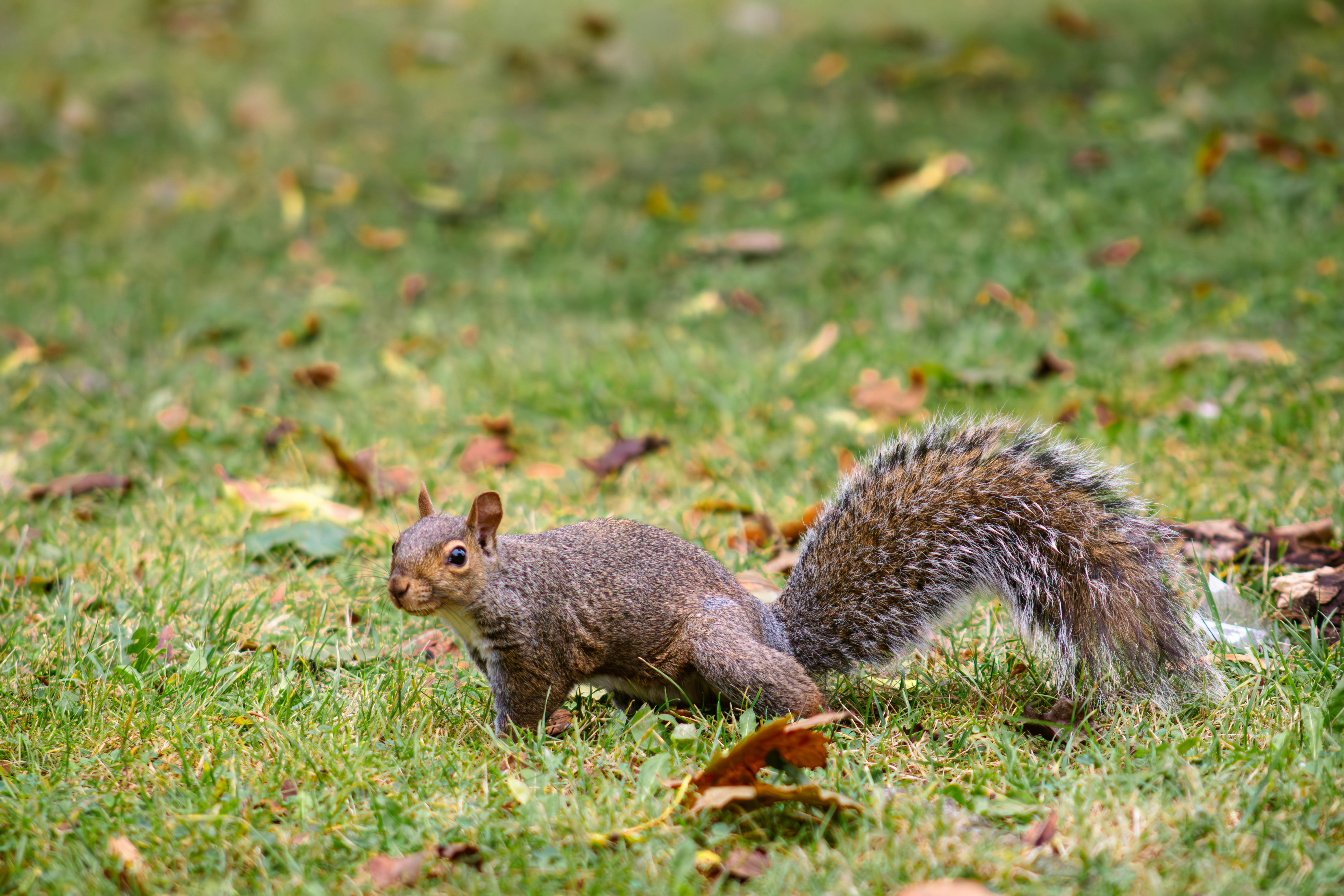 Eastern Gray Squirrel in Toronto Park · Free Stock Photo