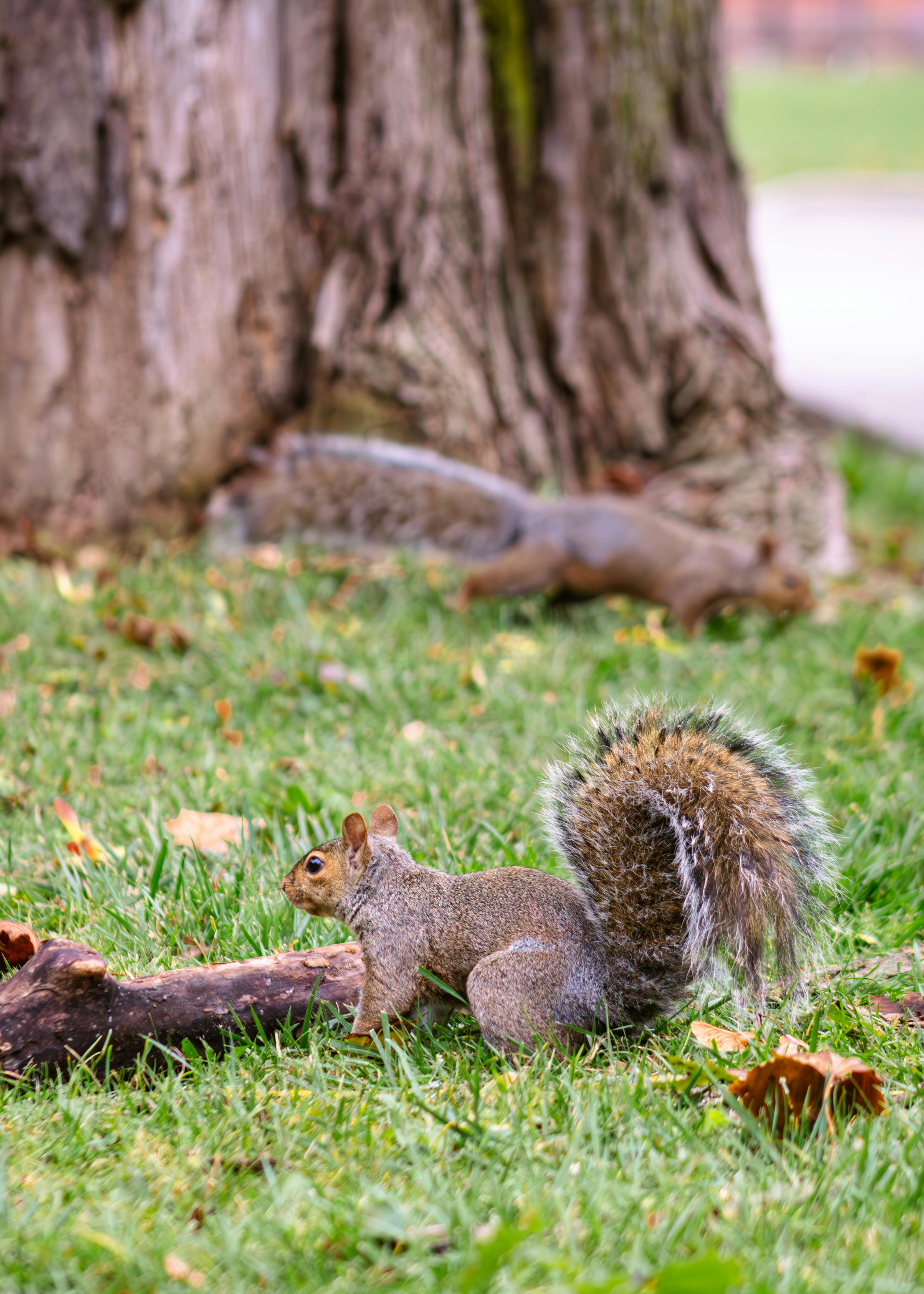 Eastern Gray Squirrel in Toronto Park · Free Stock Photo