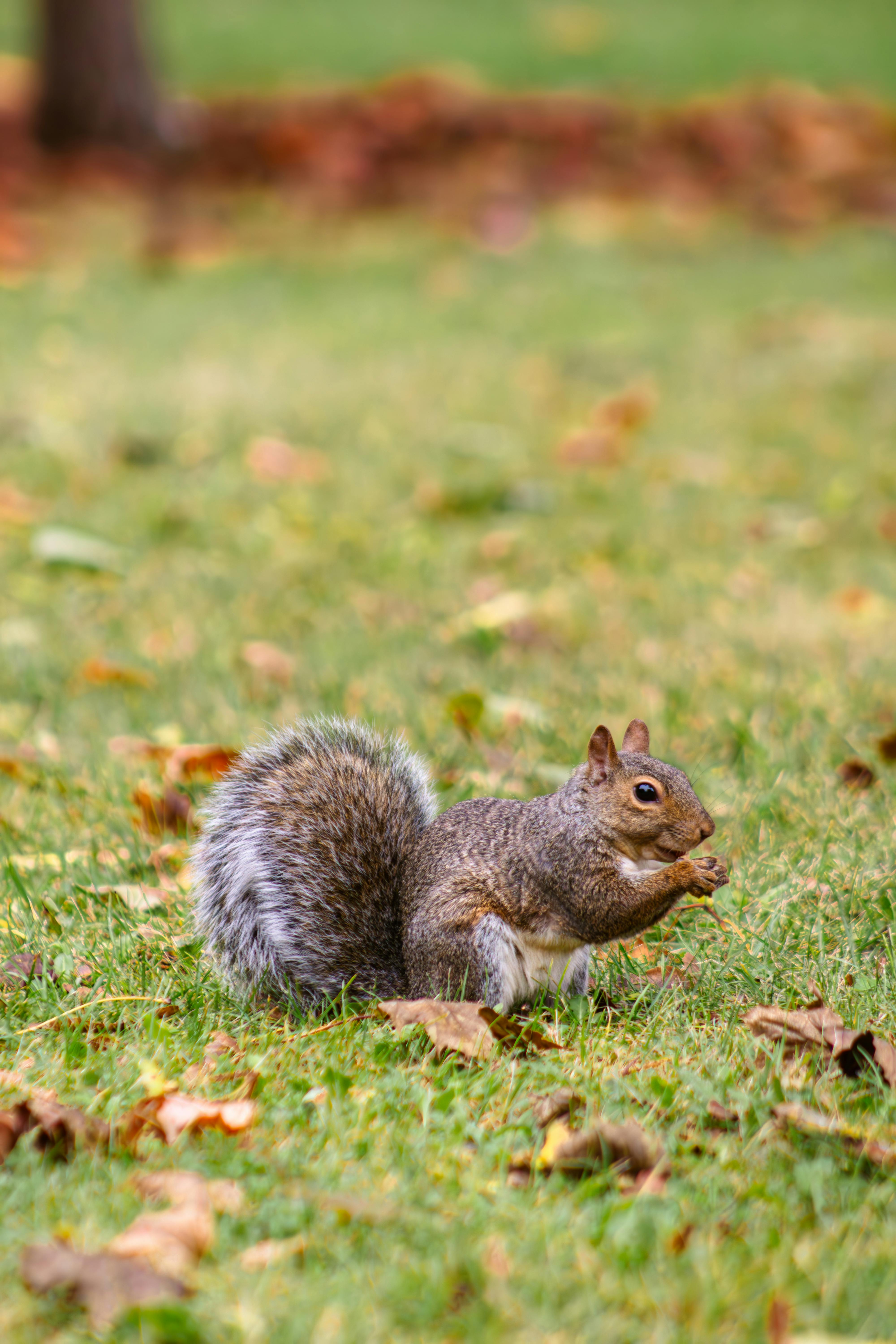 Eastern Gray Squirrel in Toronto Park Setting · Free Stock Photo