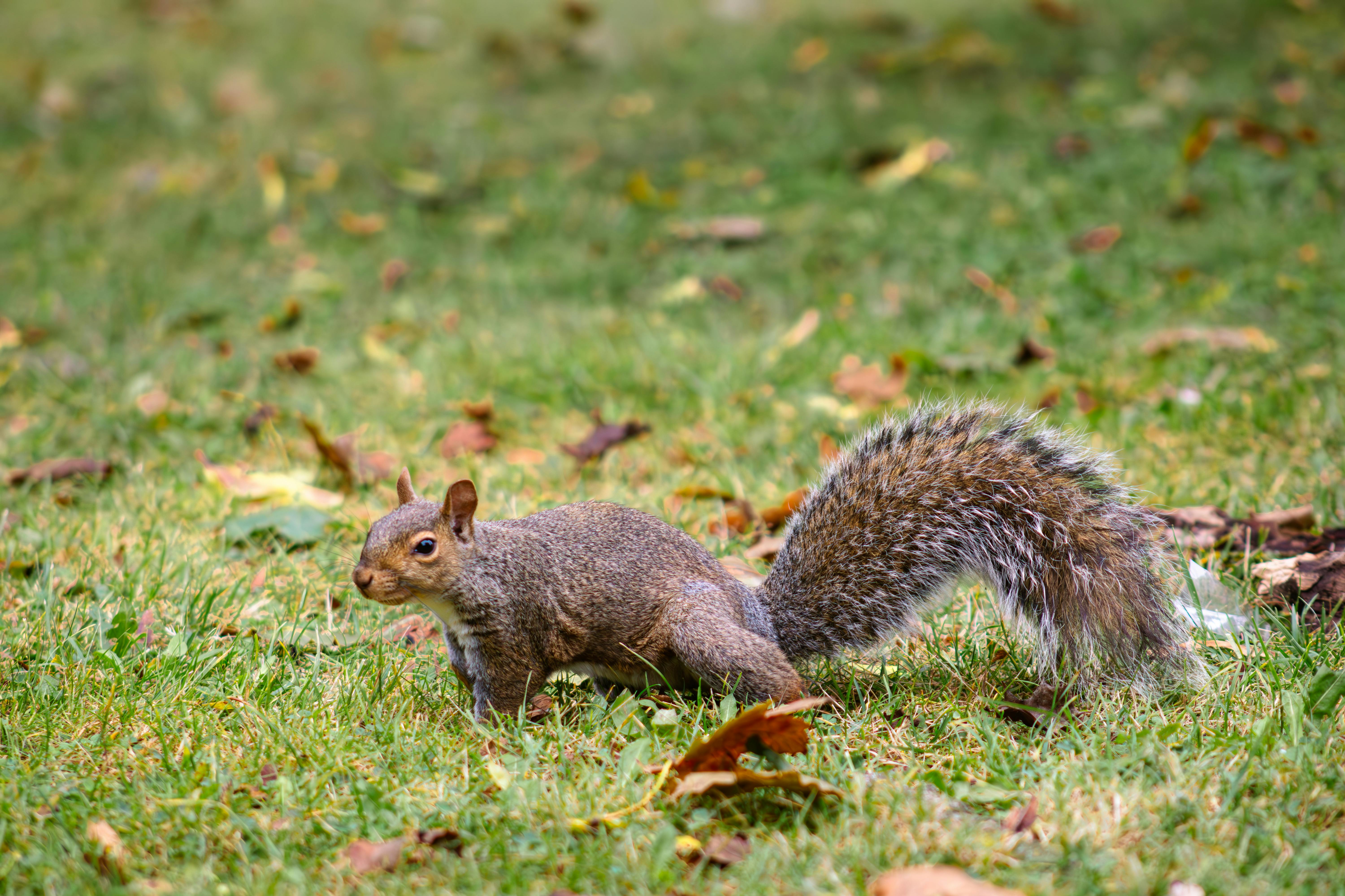 Eastern Gray Squirrel in a Toronto Park Setting · Free Stock Photo