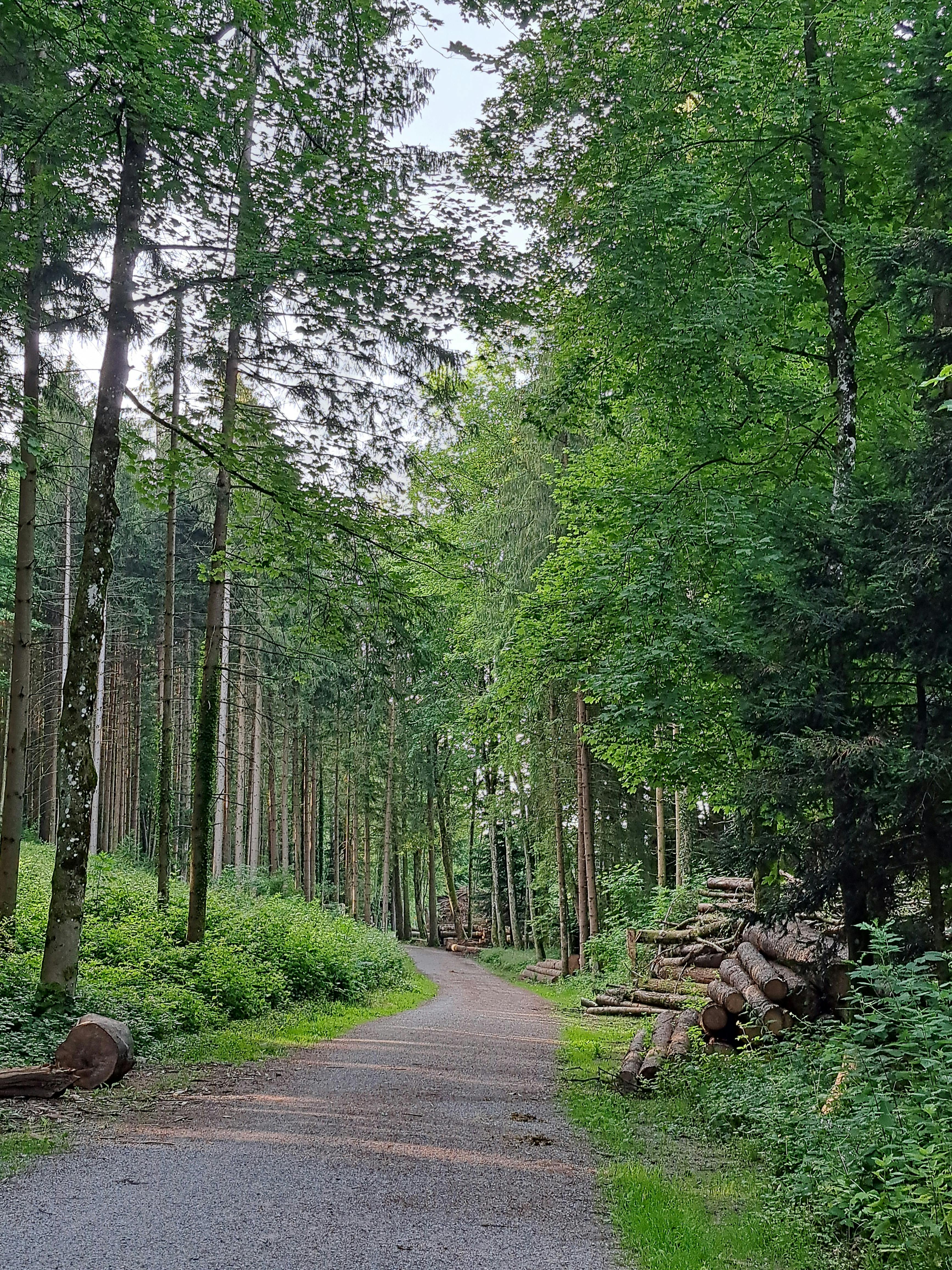 Pathe Blumen Photos, Download The BEST Free Pathe Blumen Stock Photos ...