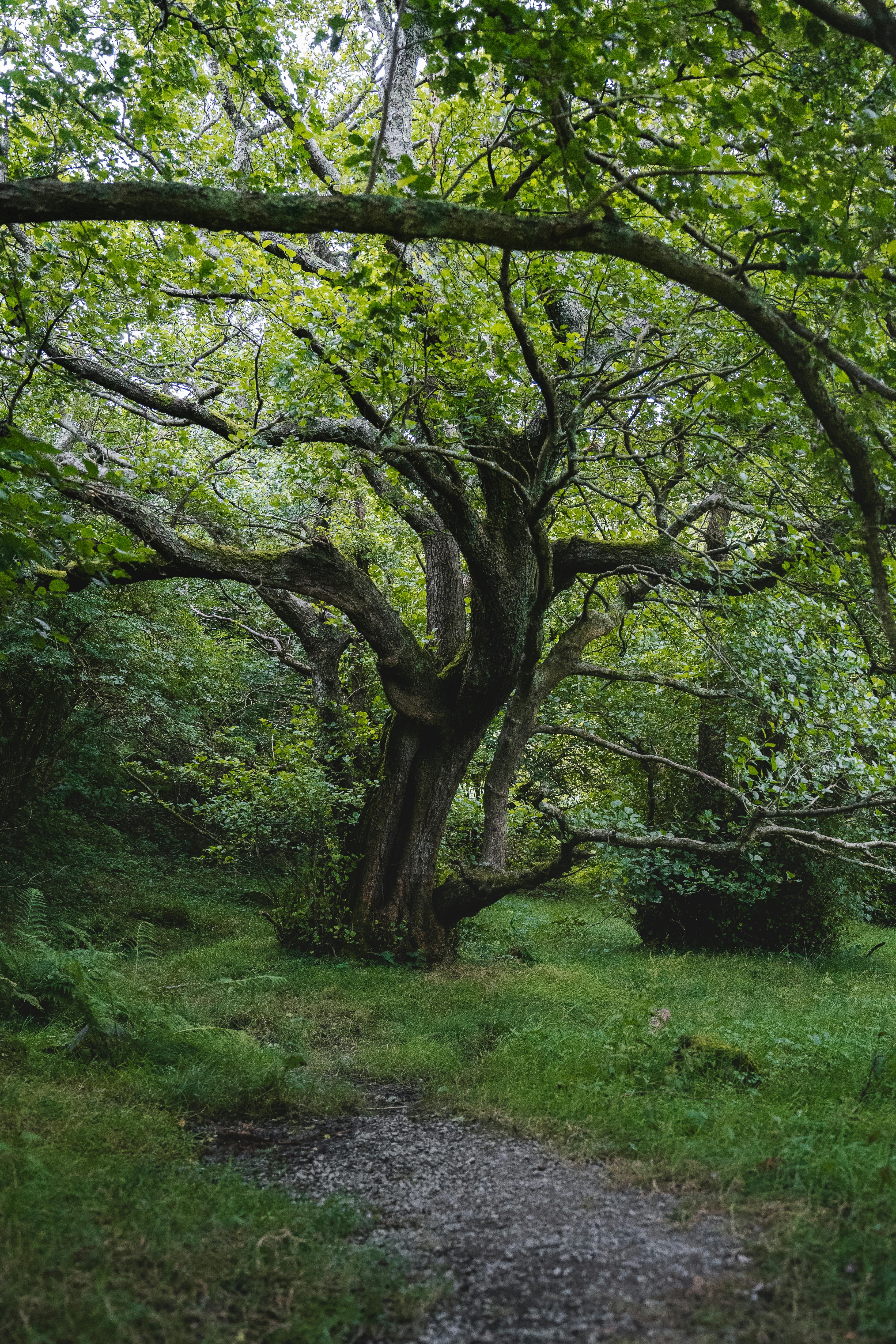 Majestic Ancient Tree in Welsh Forest Path · Free Stock Photo