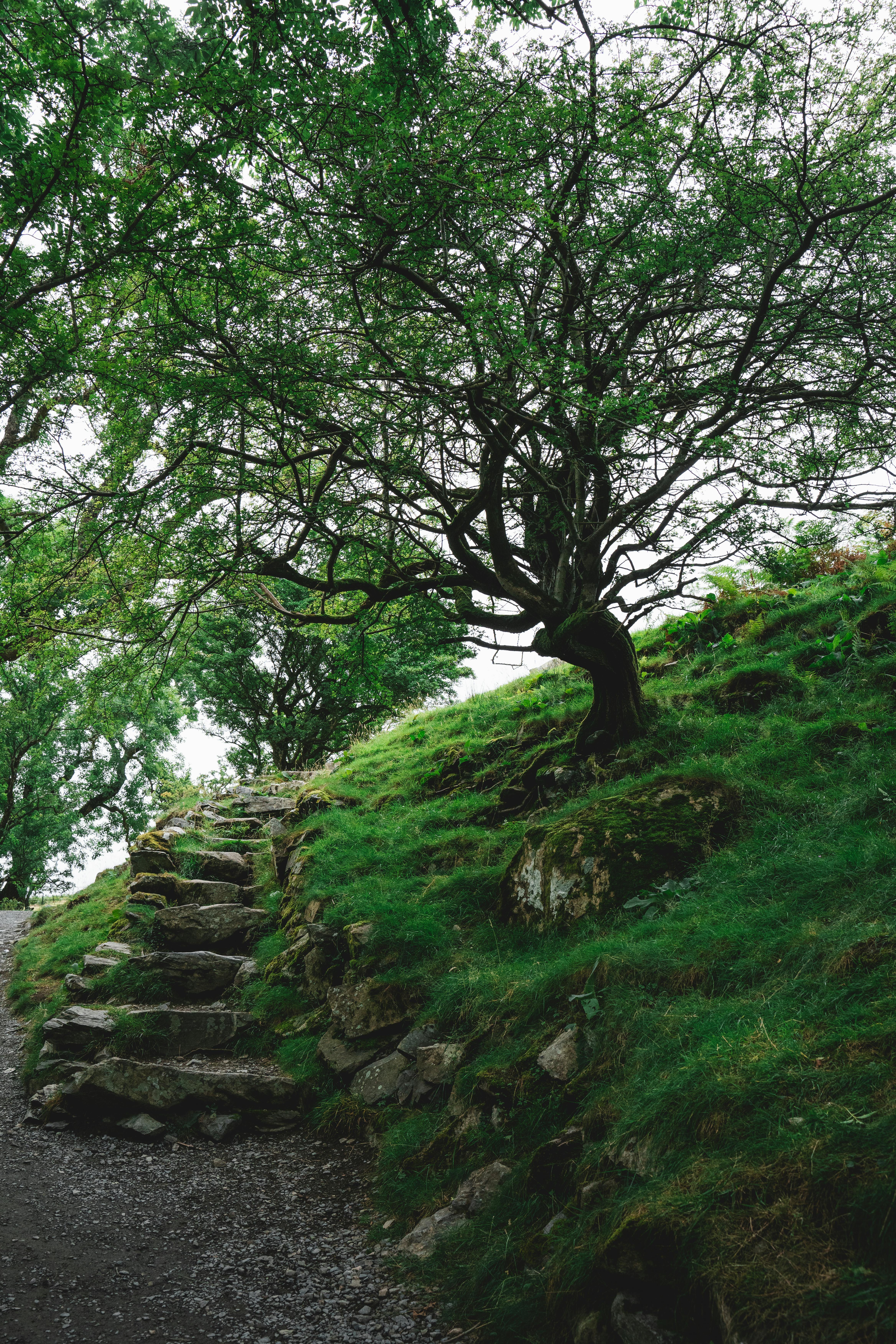 Scenic Stony Pathway in Abergwyngregyn, Wales · Free Stock Photo