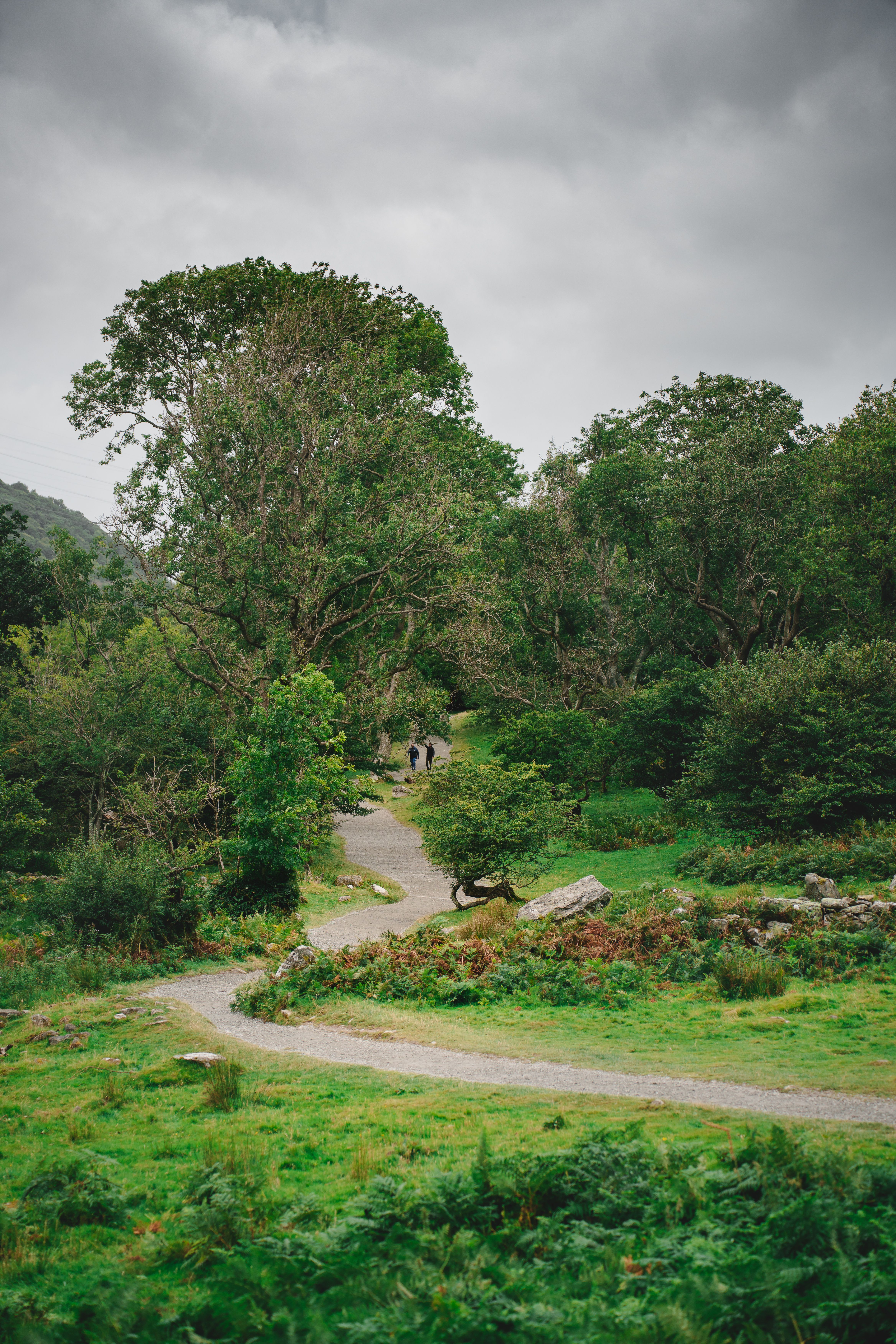 Scenic Forest Pathway in Abergwyngregyn, Wales · Free Stock Photo