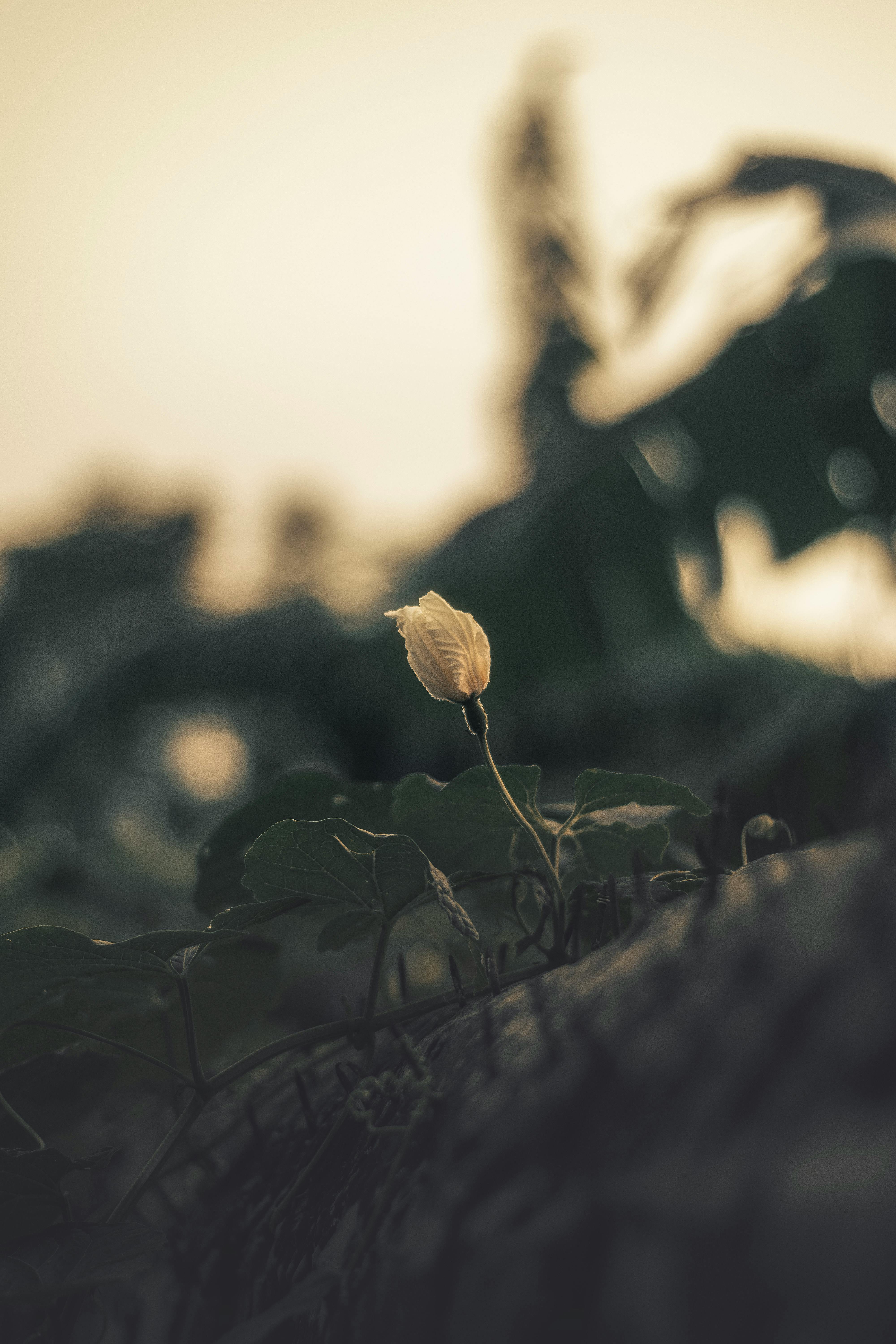 Minimalist Close-Up of a Solitary Flower at Dusk · Free Stock Photo