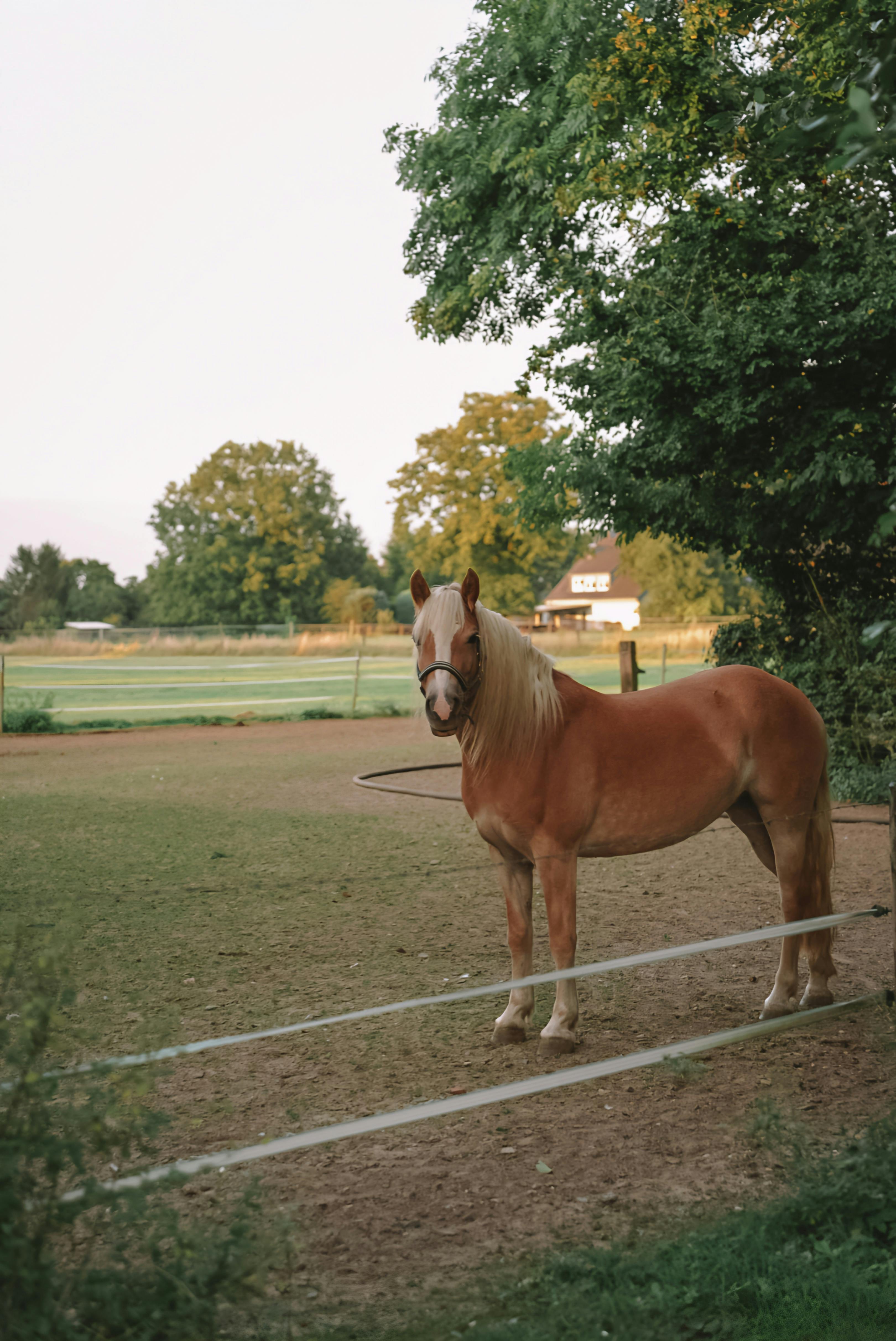 Majestic Brown Horse in Peaceful Pasture · Free Stock Photo