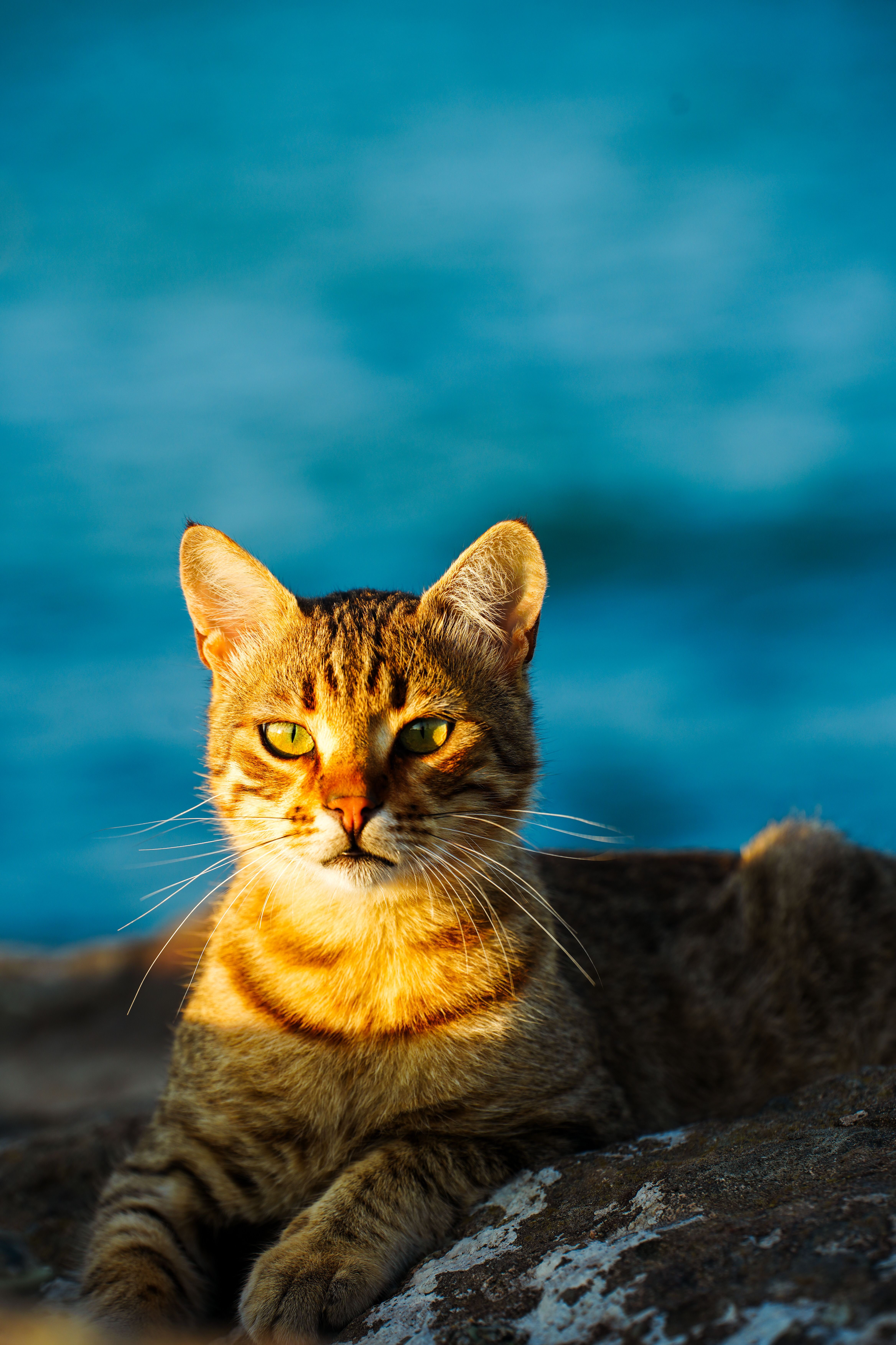 Gato Atigrado Sereno Relajándose Al Aire Libre Junto Al Agua Azul ...
