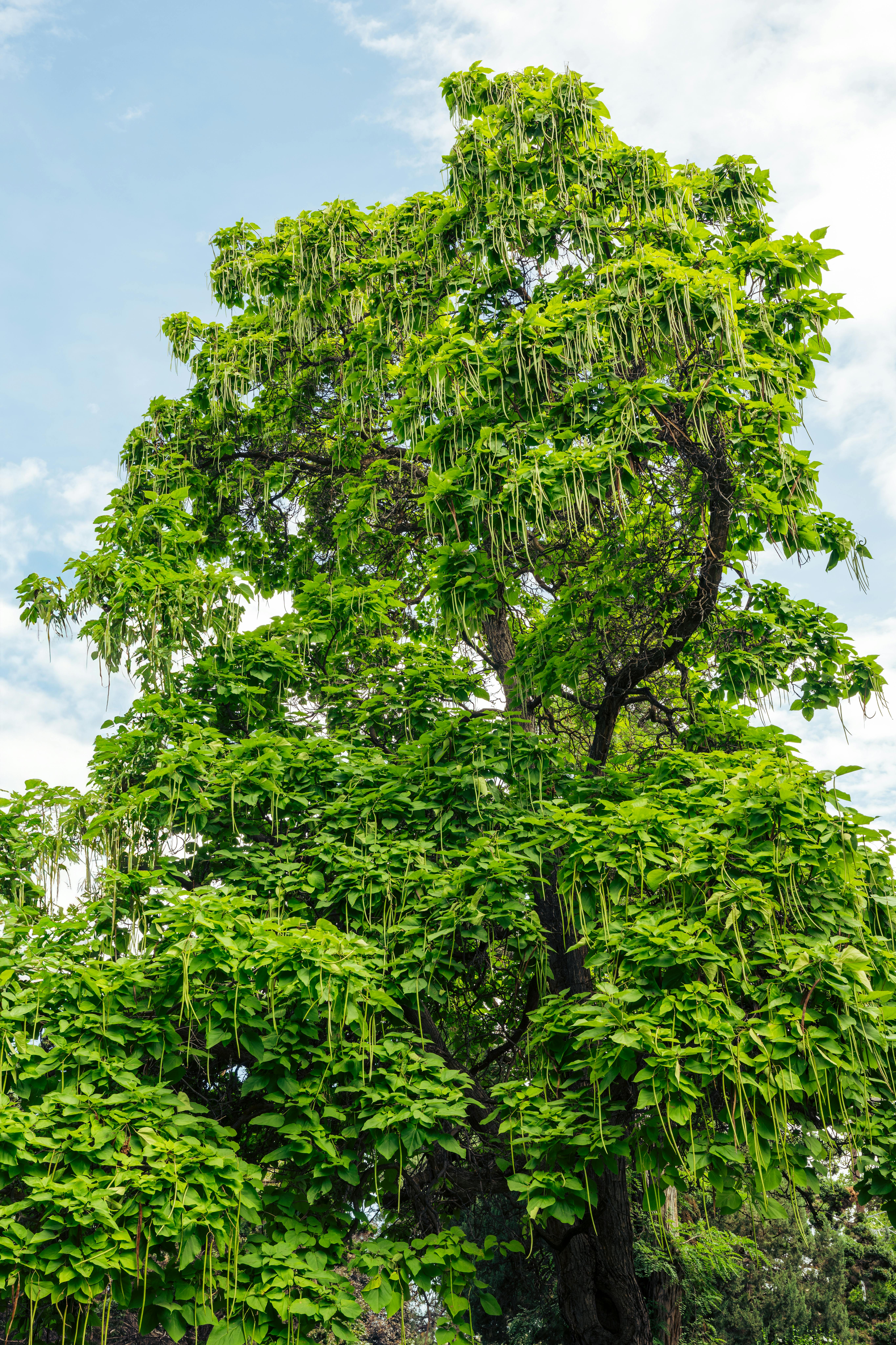 Verdant Tree with Hanging Seed Pods in Bloom · Free Stock Photo