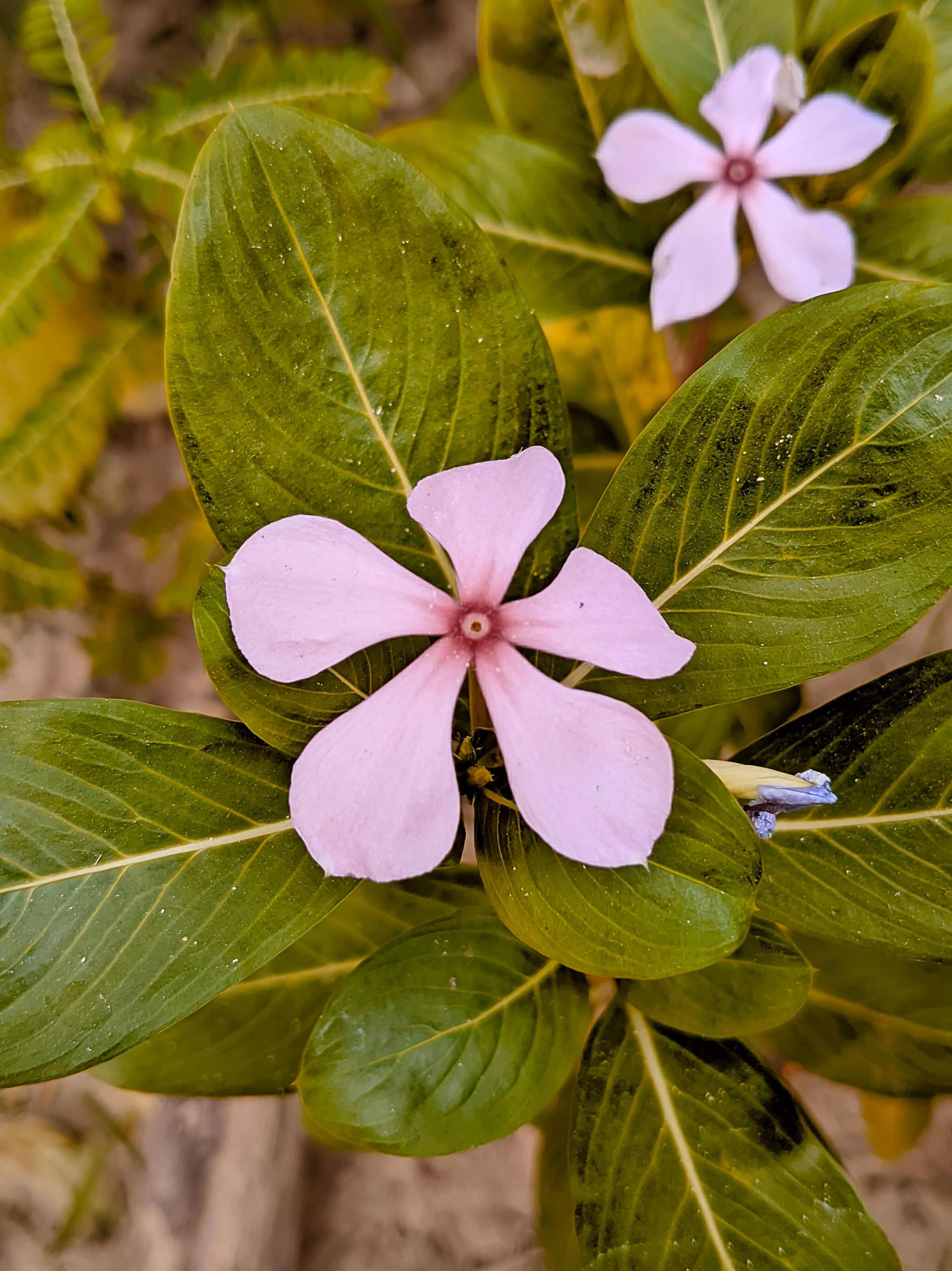 Close-up of Pink Madagascar Periwinkle Flower · Free Stock Photo