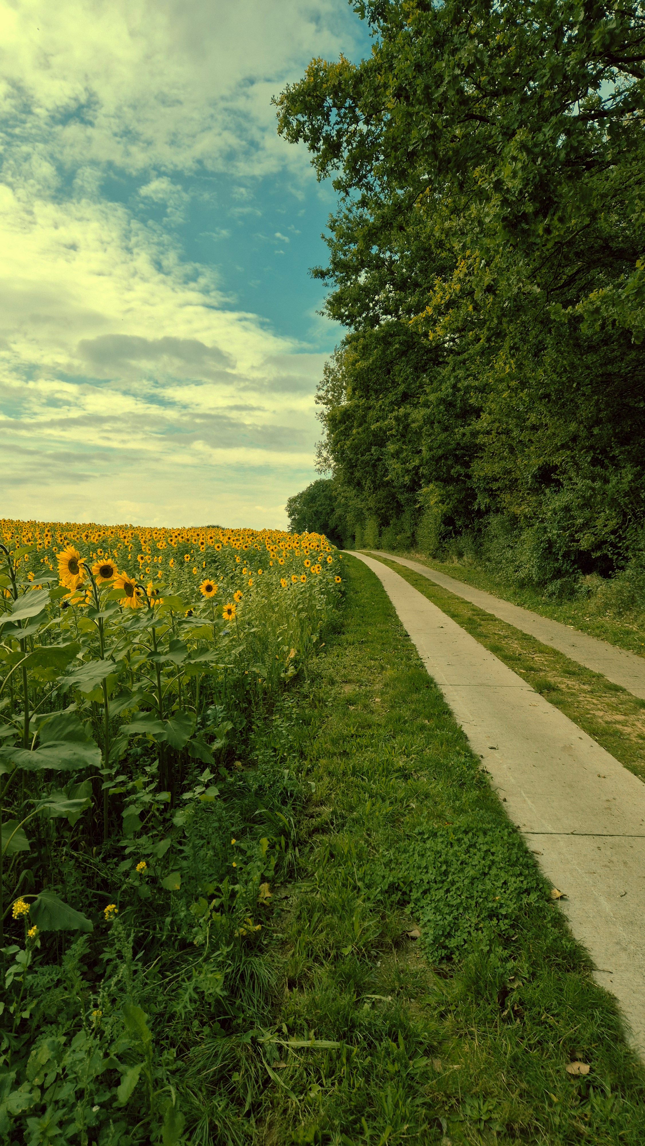 Sunny Path Through Sunflower Fields in Summer · Free Stock Photo