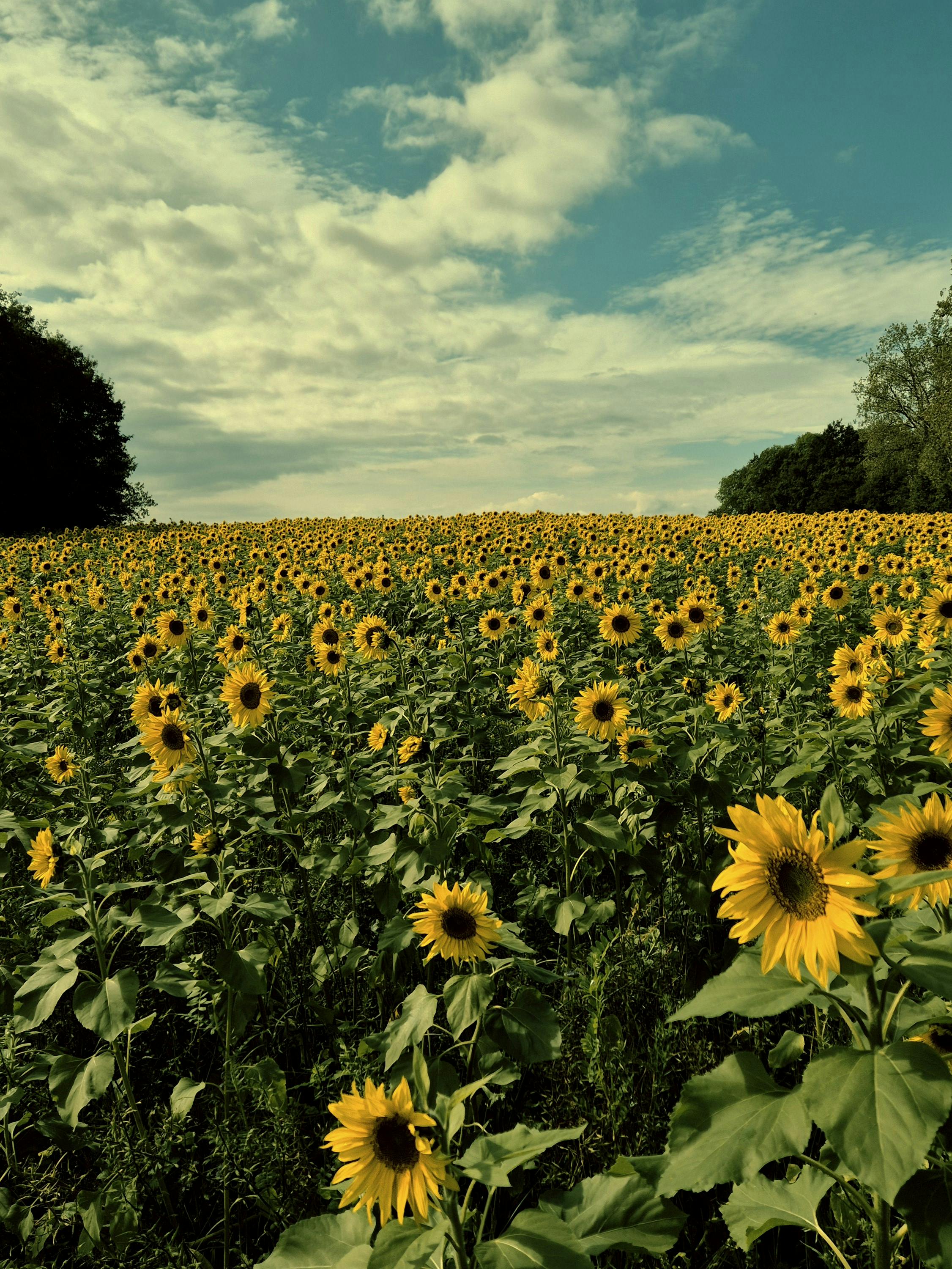 Panoramic Field Of Flowers With Blue Sky Photos, Download The BEST Free ...