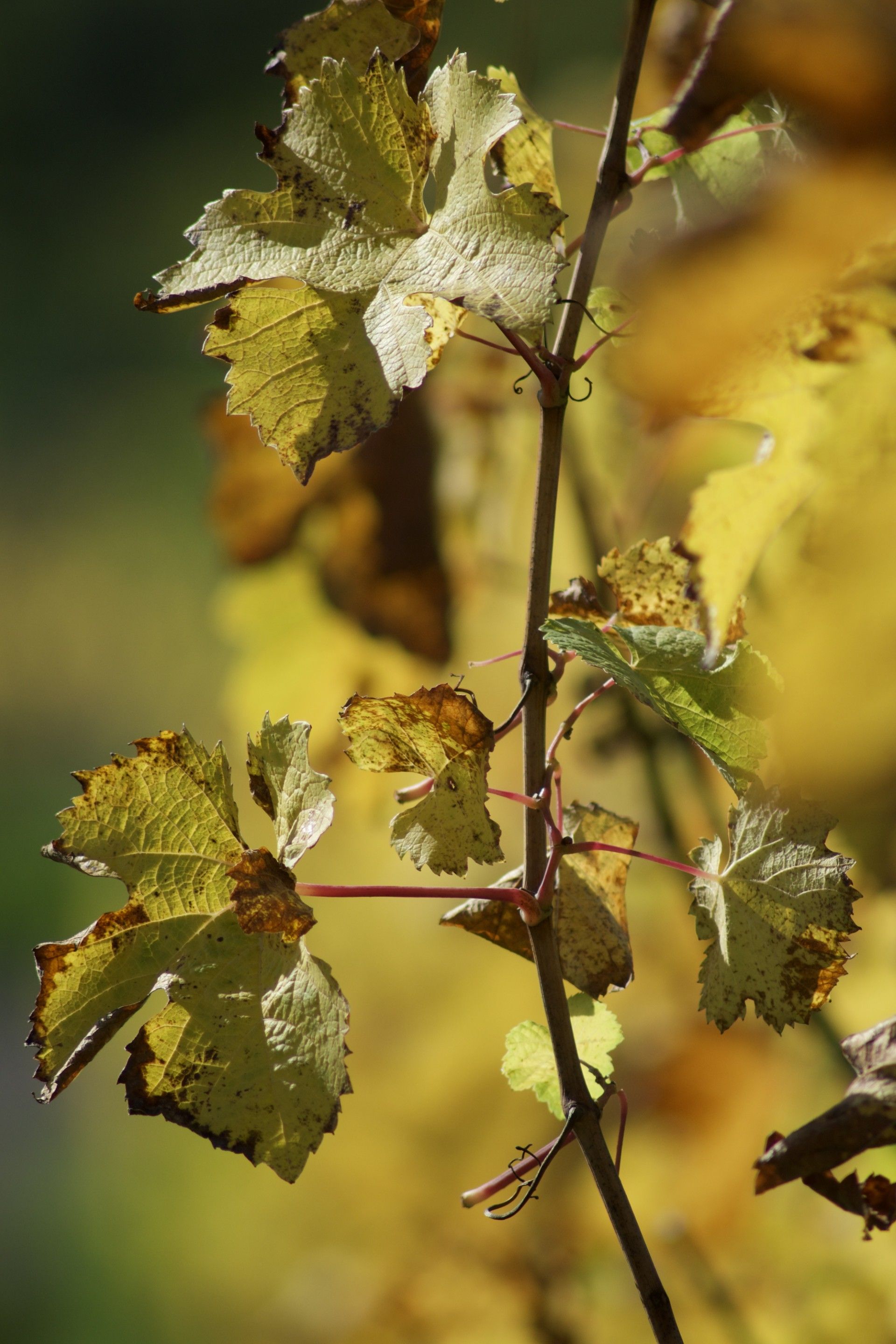 Close-Up of Autumn Vine Leaves in Vivid Colors · Free Stock Photo