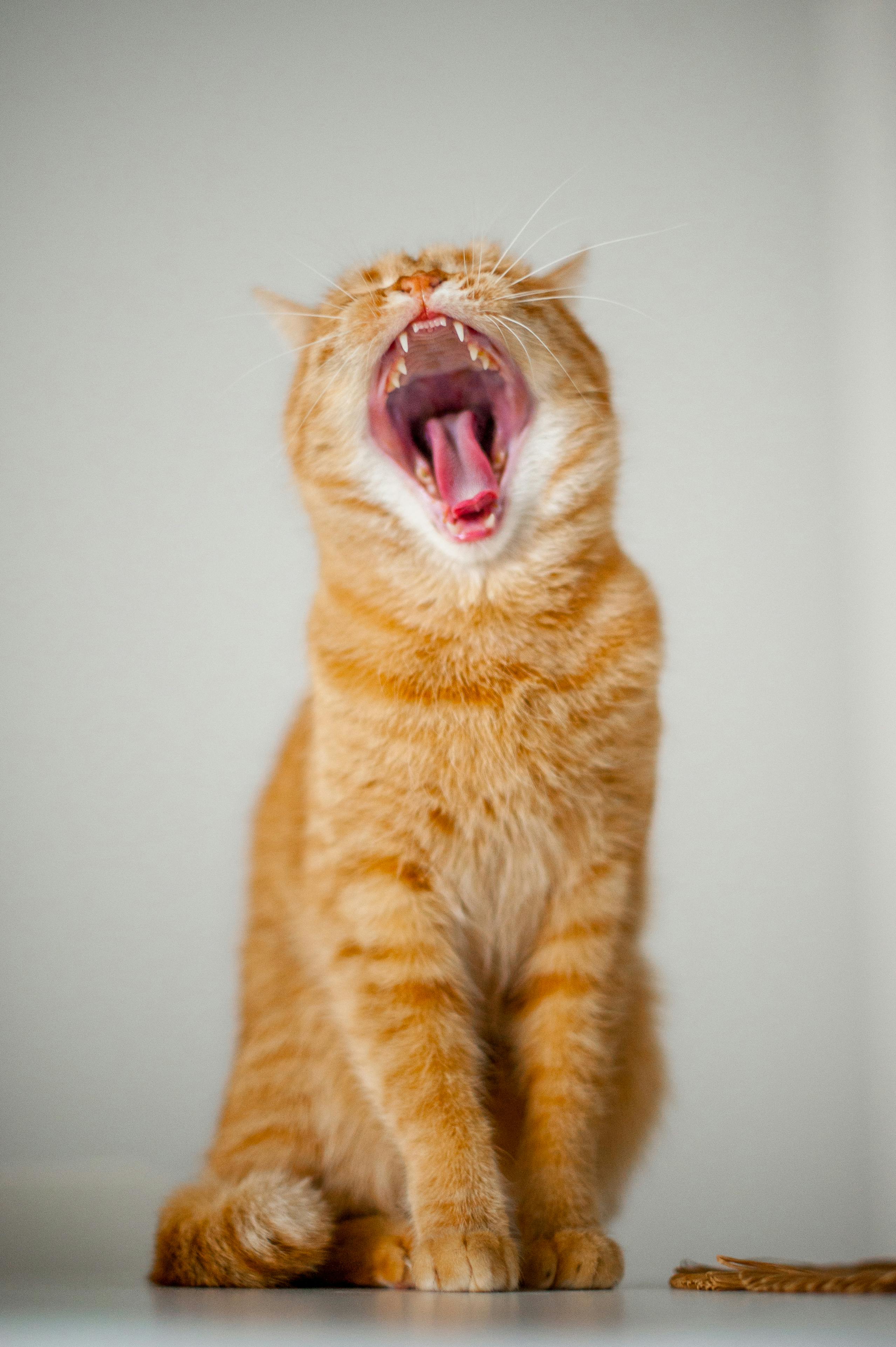Orange Cat Stretching · Free Stock Photo