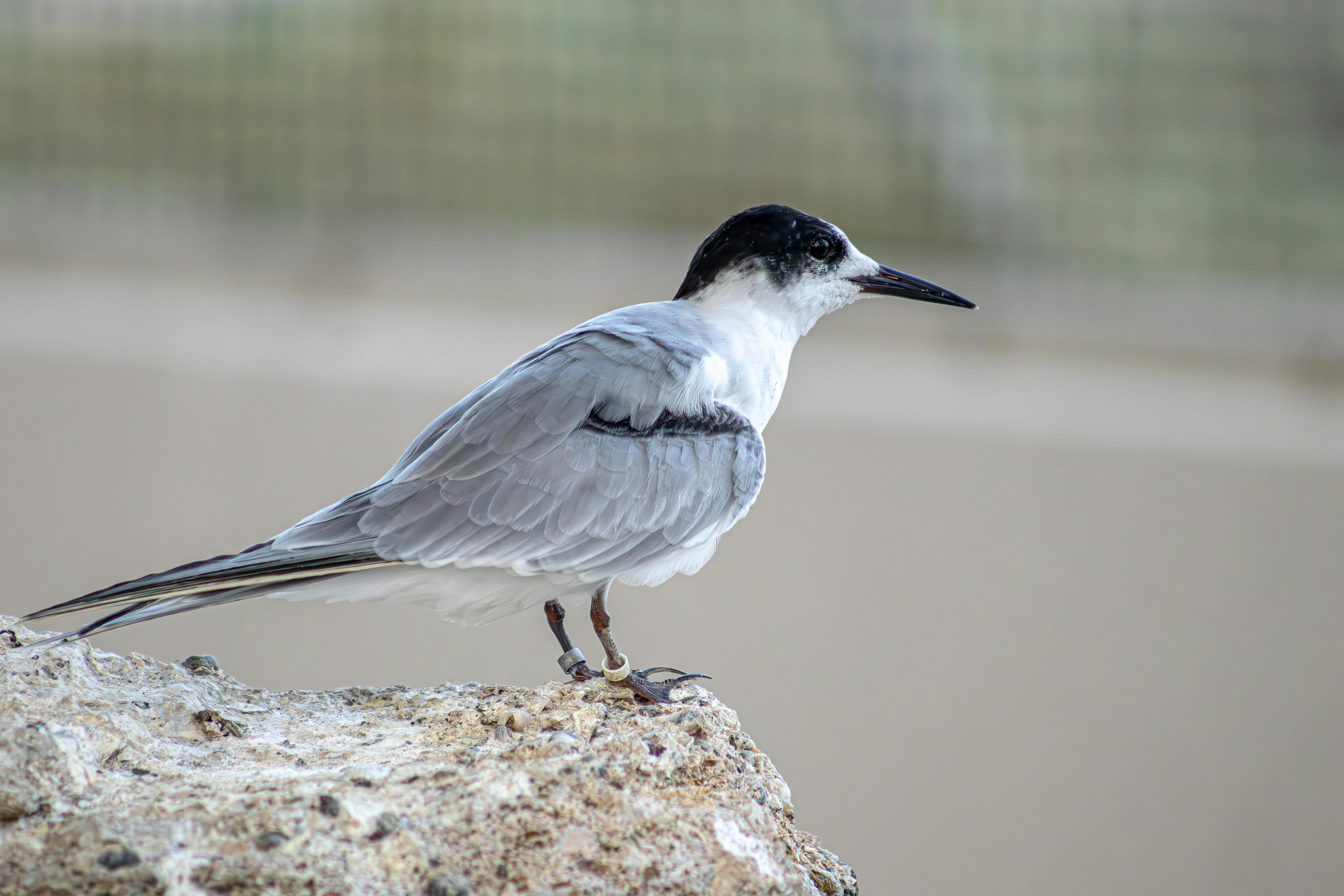Close-up of Lesser Crested Tern on Rock in UAE · Free Stock Photo