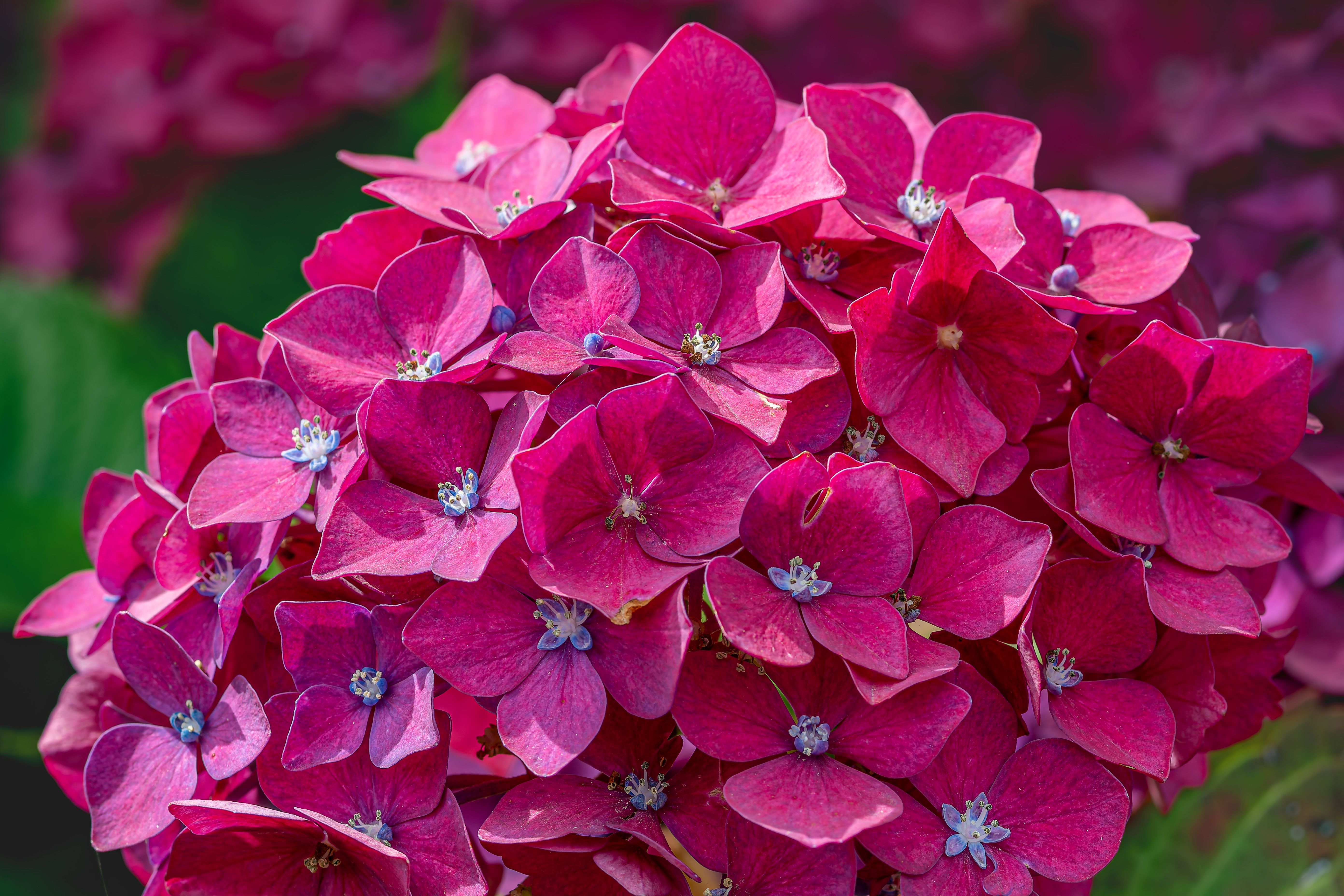 Hortensias De Color Rosa Vibrante En Plena Floración · Foto de stock ...