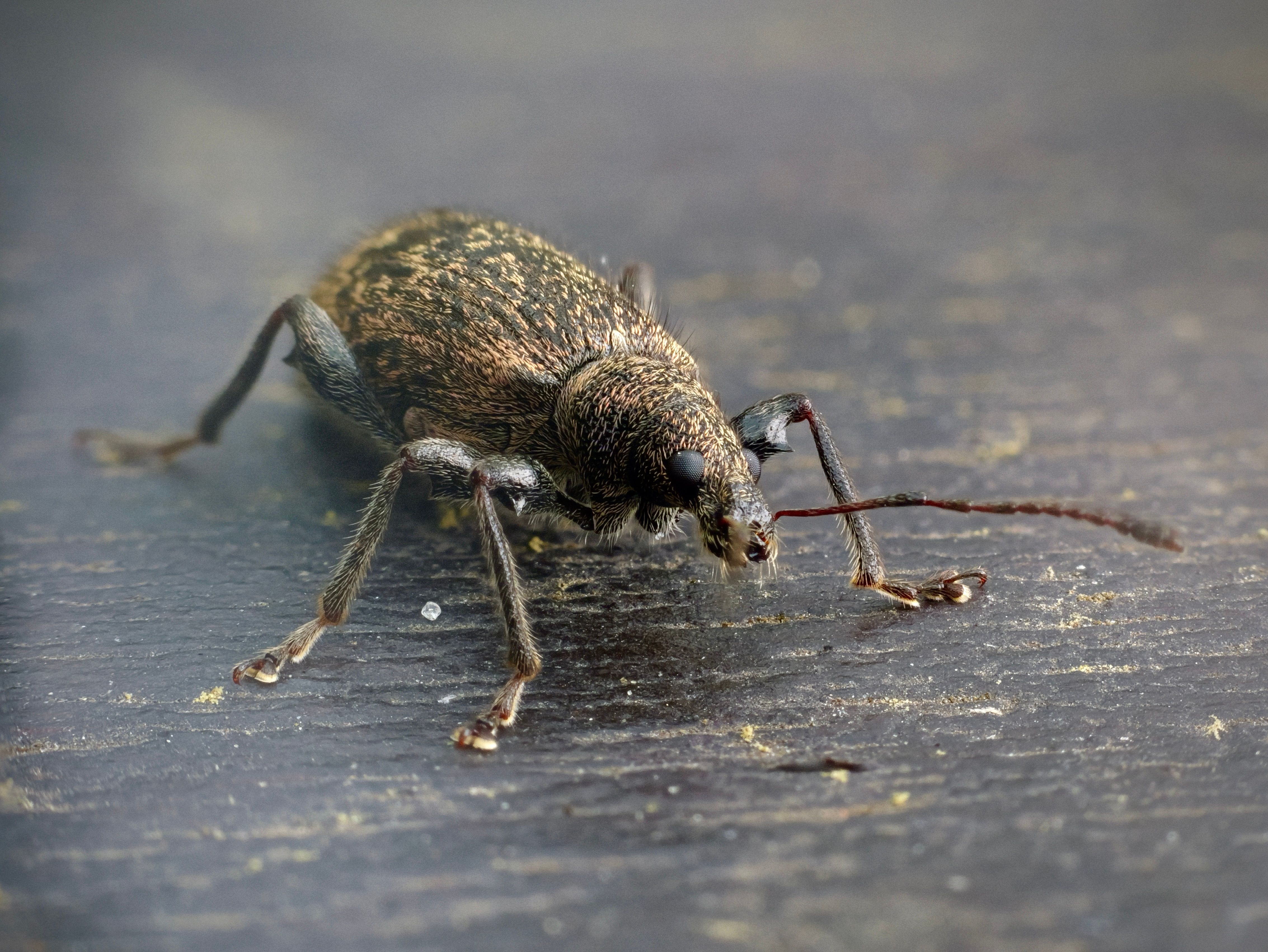Close-up of a Beetle on Wooden Surface · Free Stock Photo