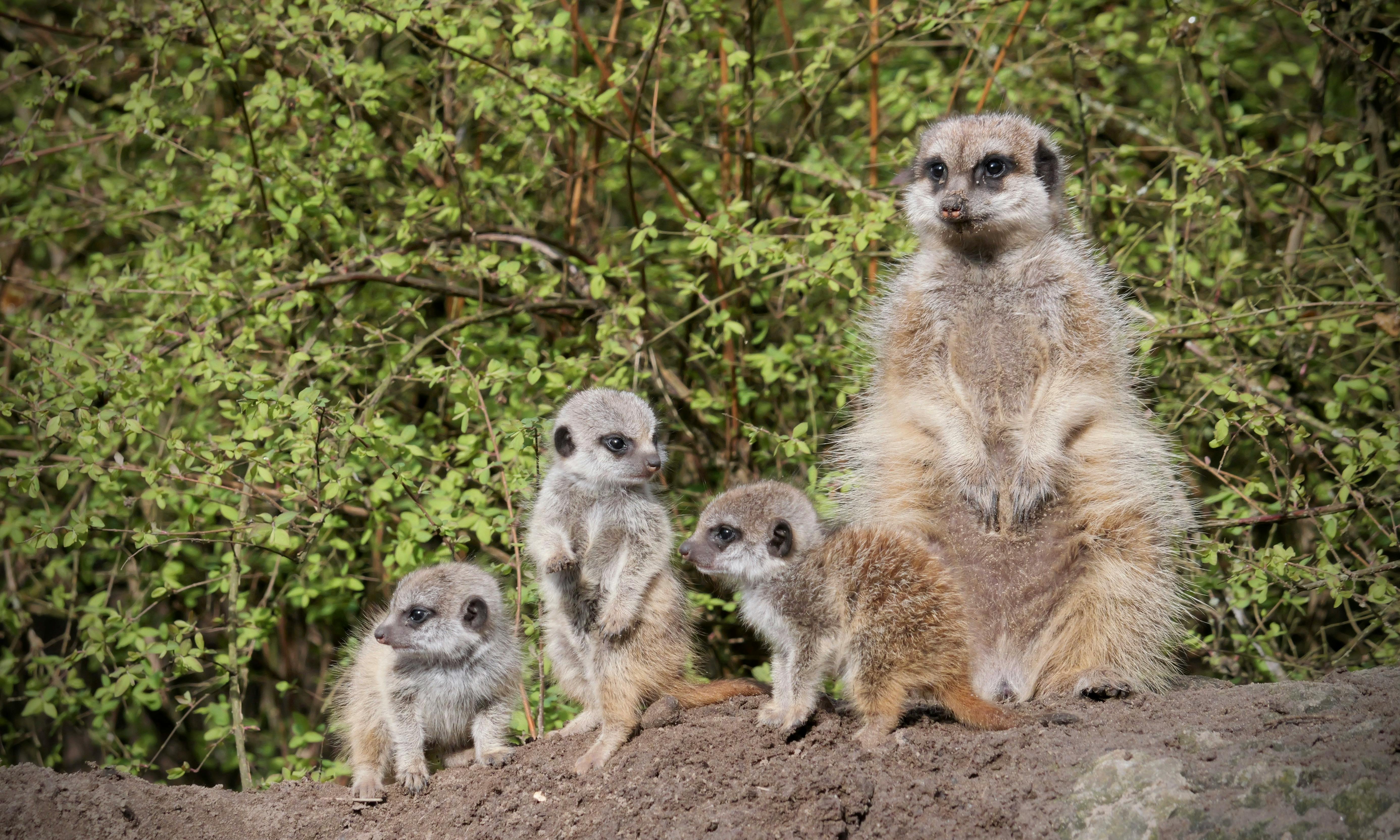 Family of Meerkats in Natural Habitat · Free Stock Photo