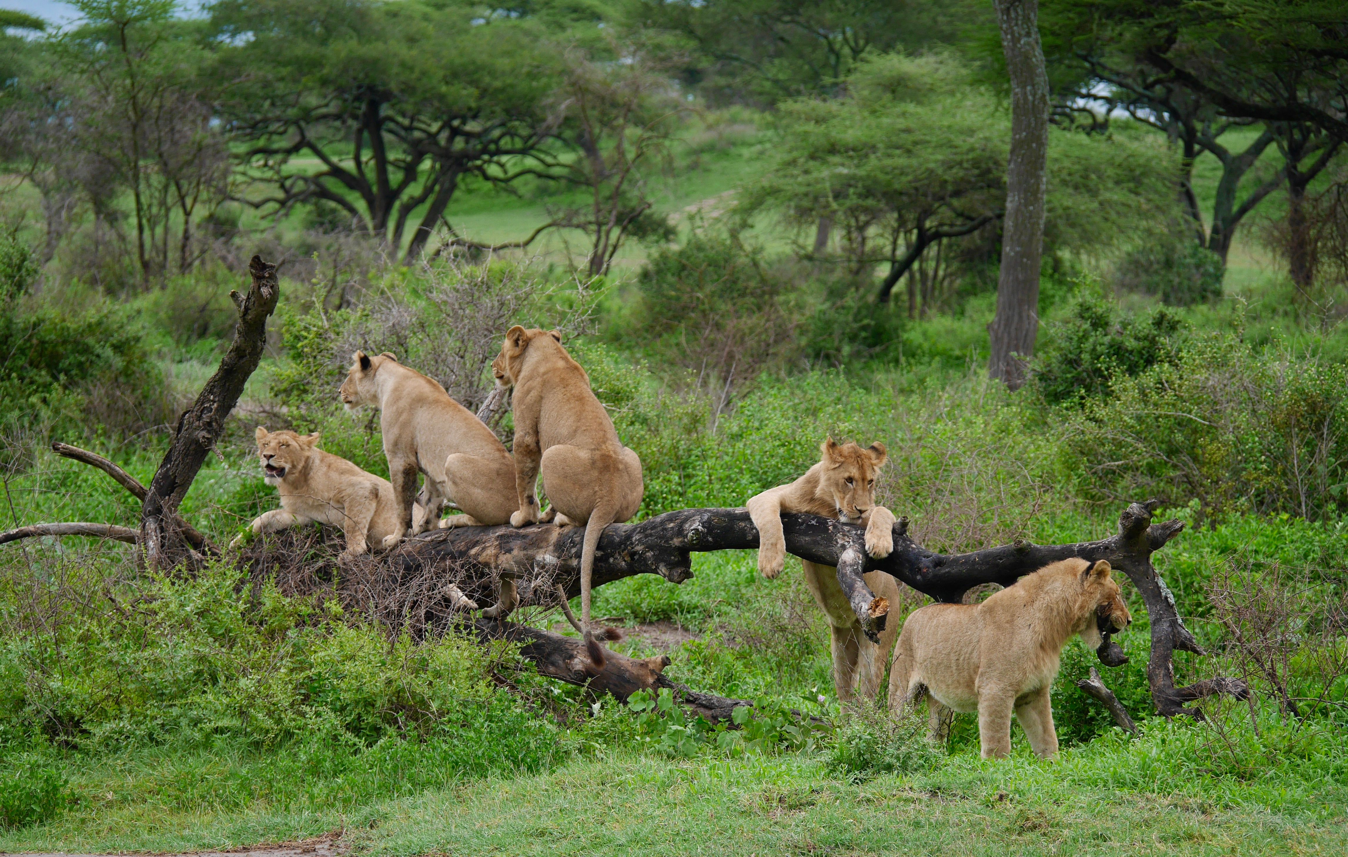 Group of African Lions Resting on Tree in Savannah · Free Stock Photo