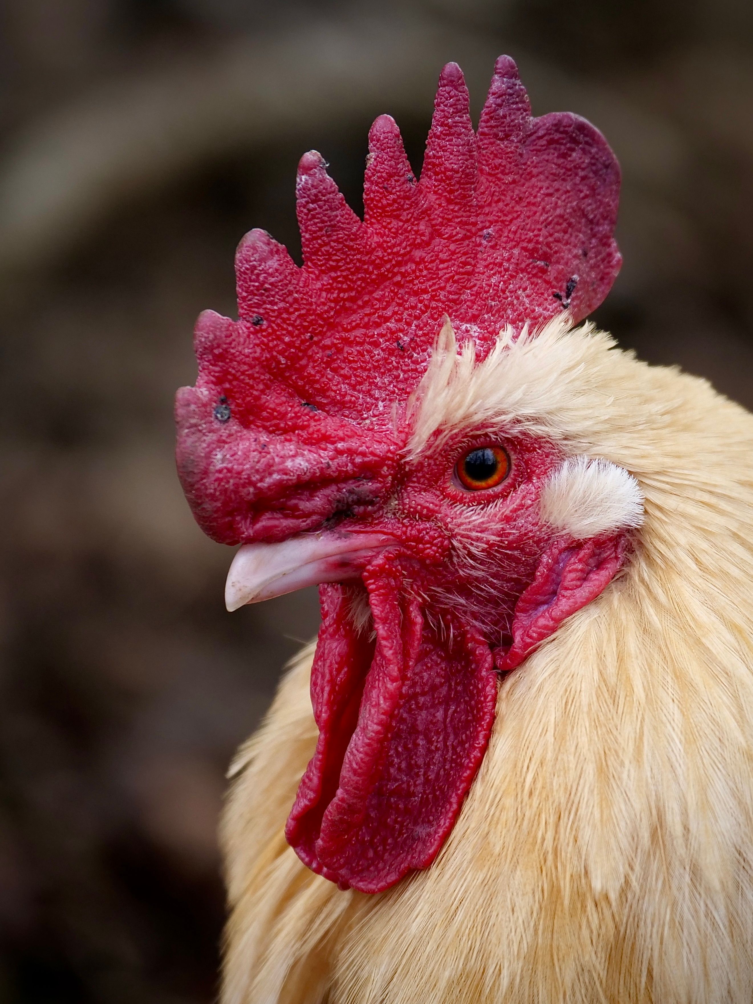 Close-Up of a Rooster with Bright Red Comb · Free Stock Photo