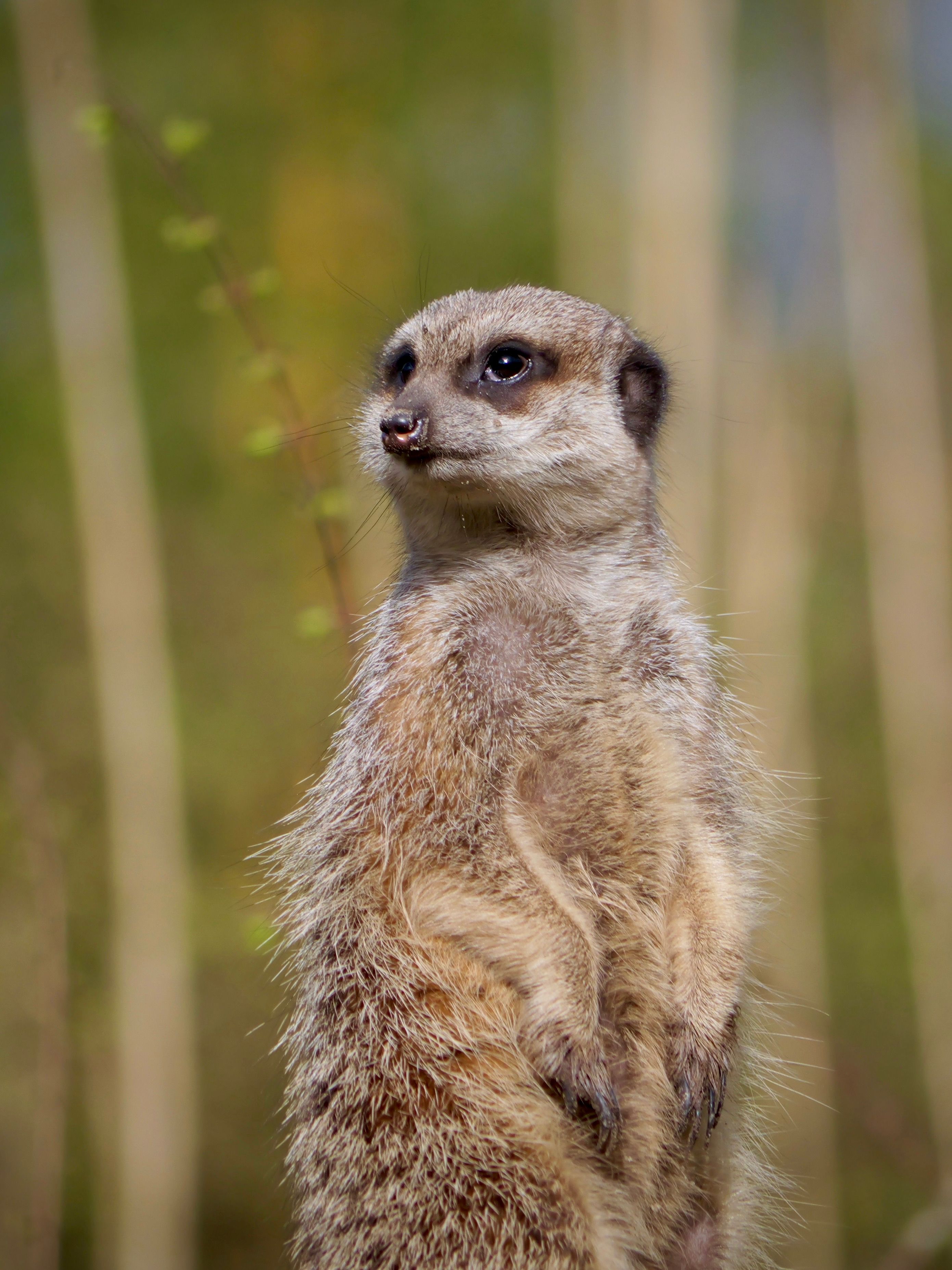 Curious Meerkat in Natural Habitat · Free Stock Photo