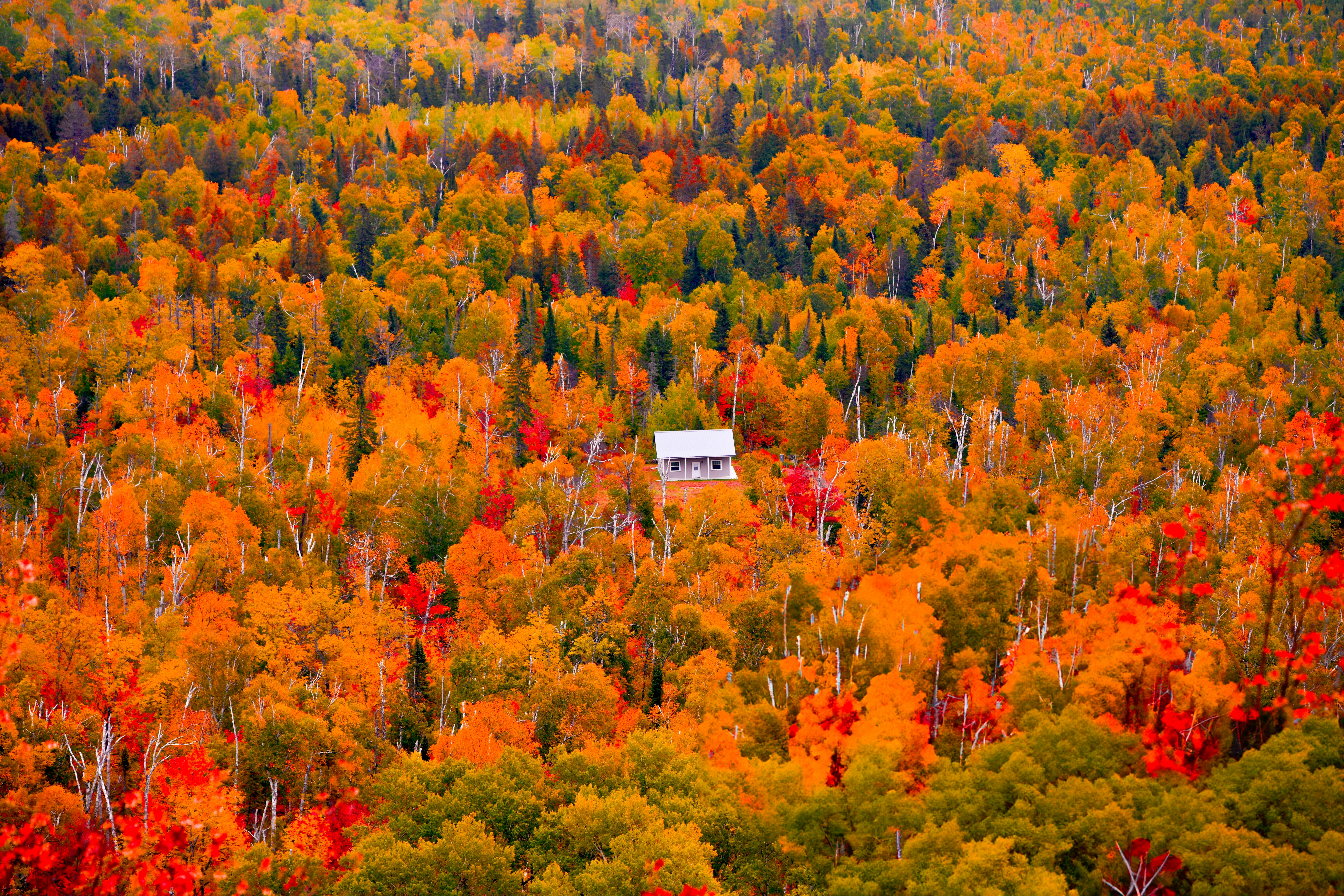 Vibrant Autumn Forest Scene in Minneapolis · Free Stock Photo