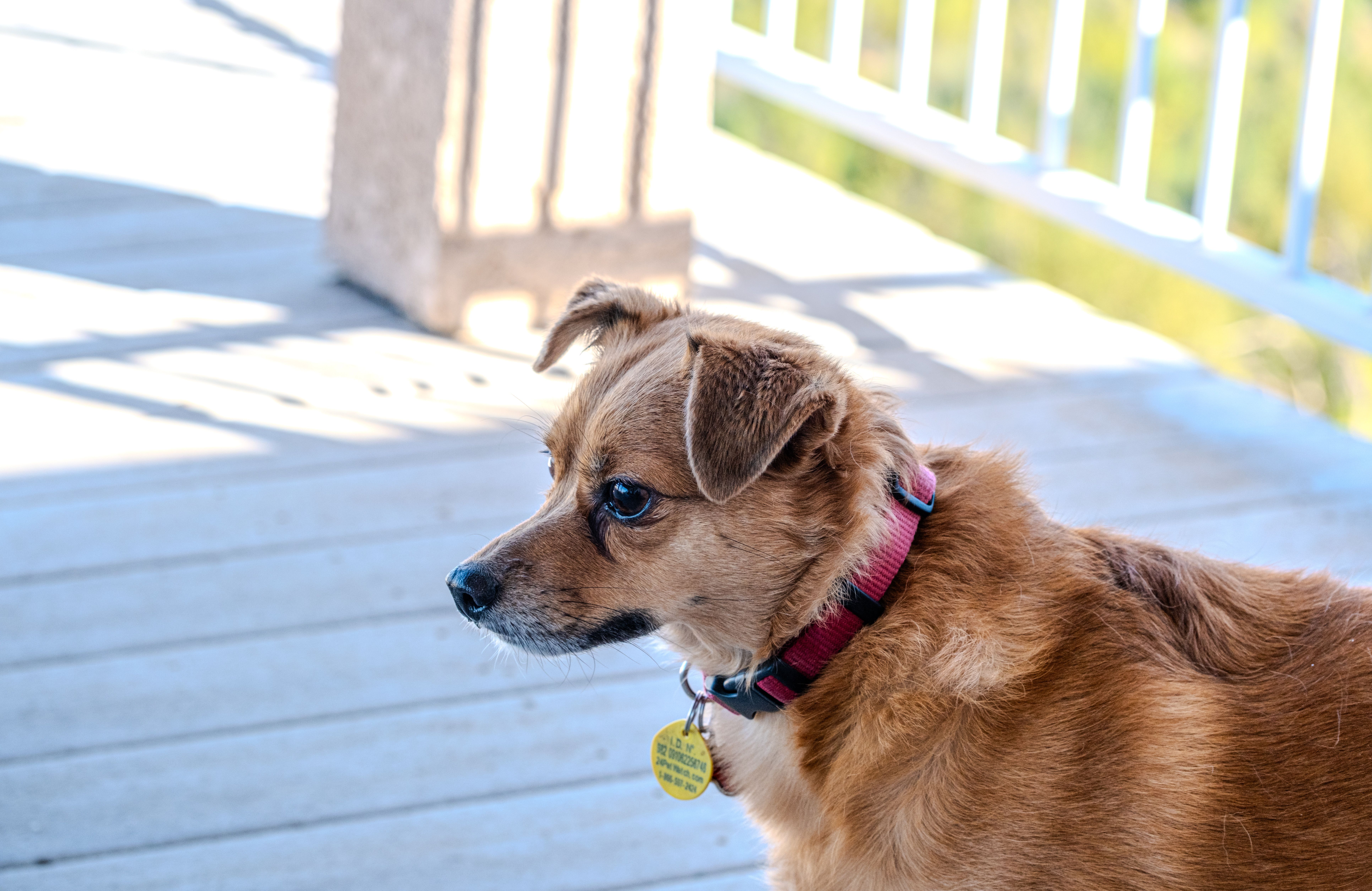 Portrait of a Small Brown Dog on a Porch · Free Stock Photo